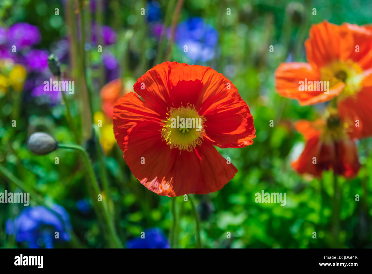 bird is free Stock Photo - Alamy