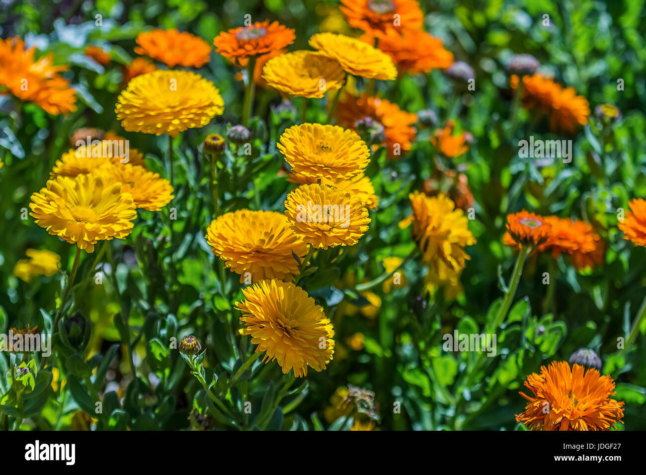 bird is free Stock Photo - Alamy