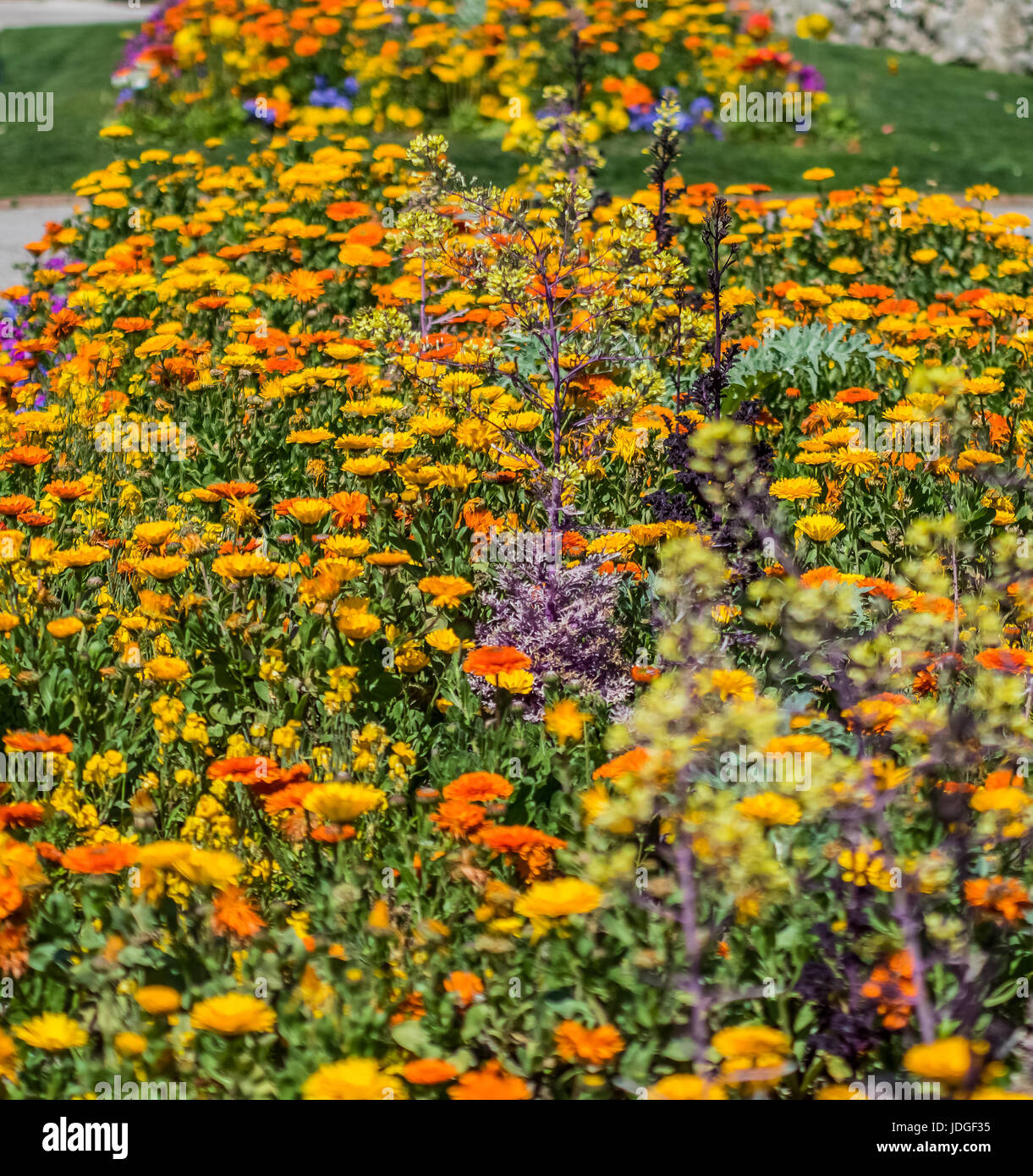 bird is free Stock Photo - Alamy