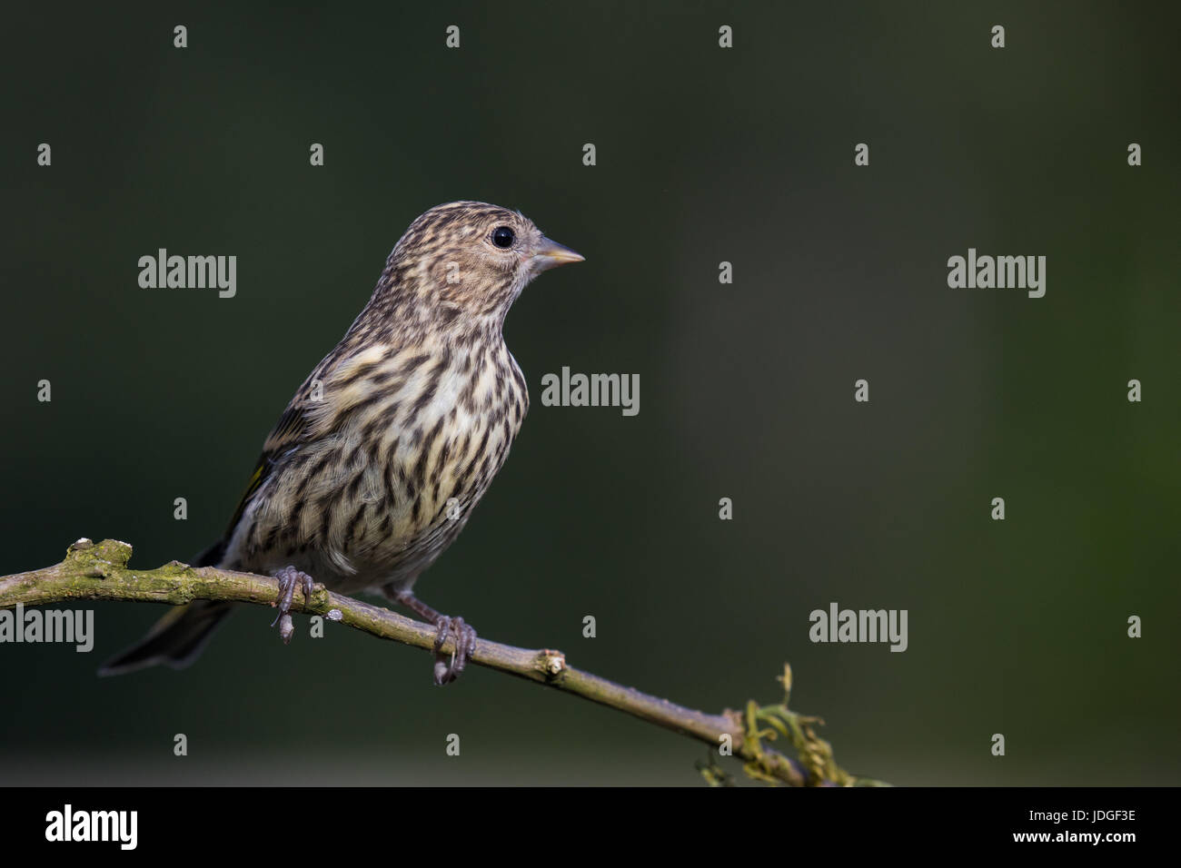 Perching Pine Siskin (Spinus pinus). The Pine Siskin is a small ...