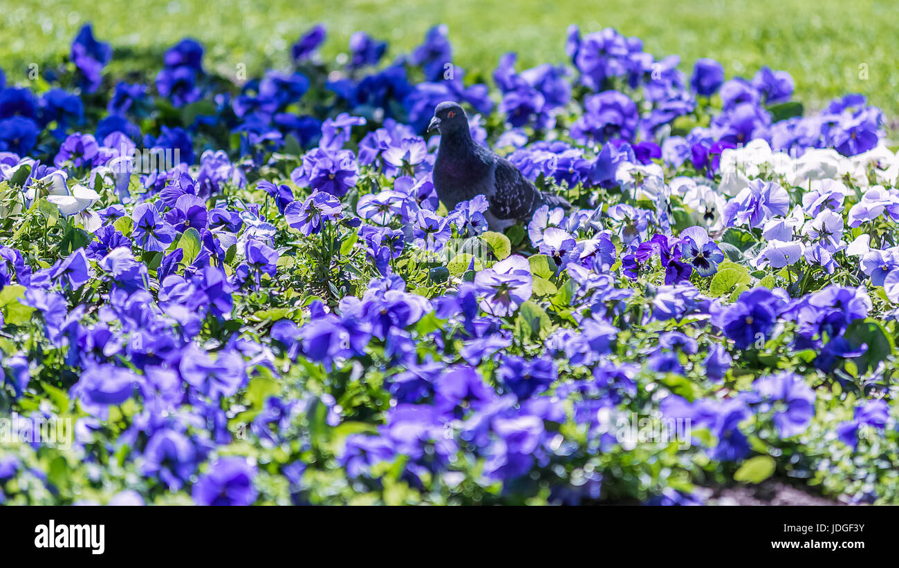 bird is free Stock Photo - Alamy