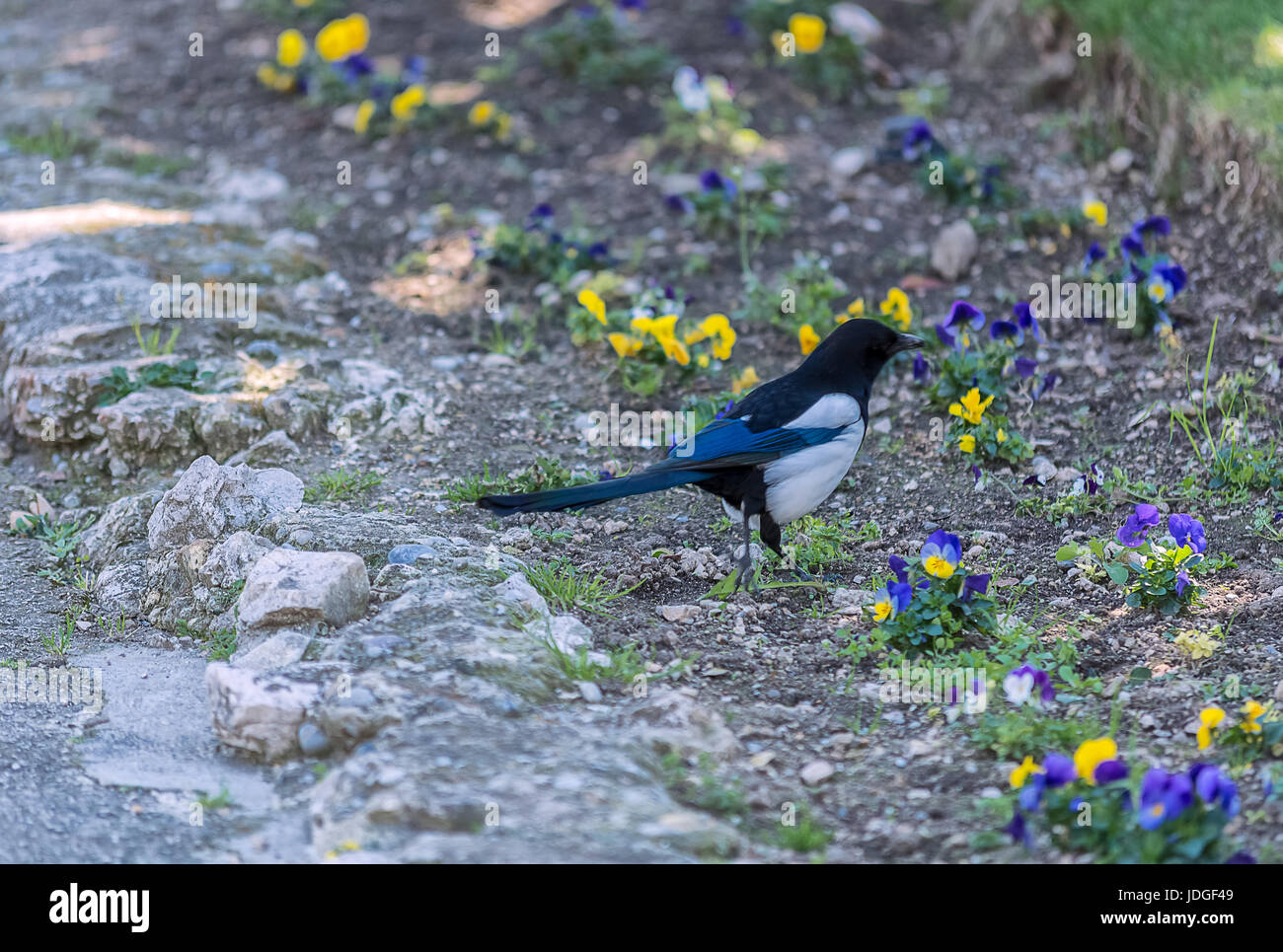bird is free Stock Photo - Alamy