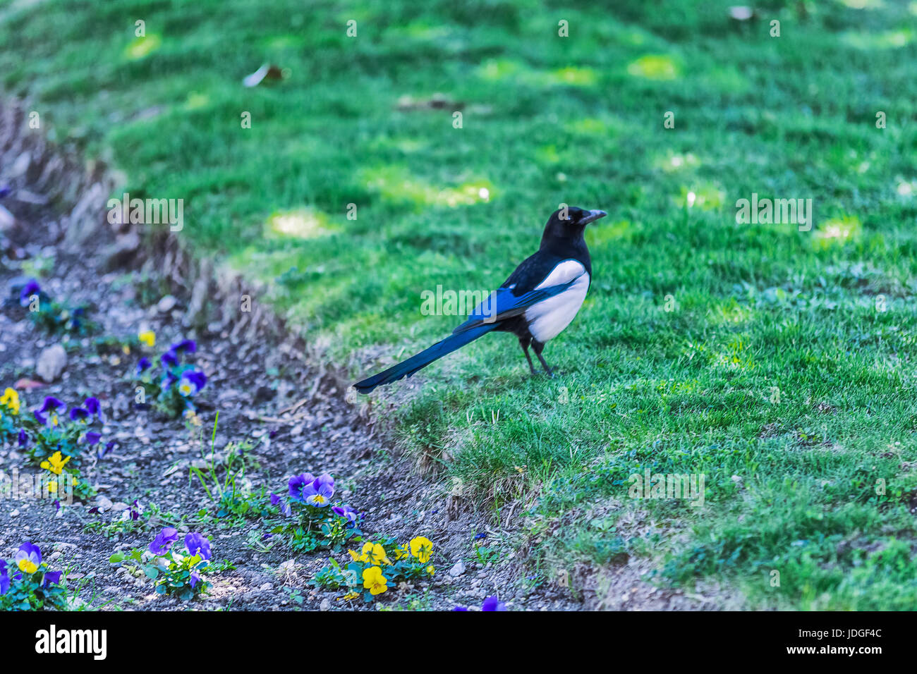 bird is free Stock Photo - Alamy
