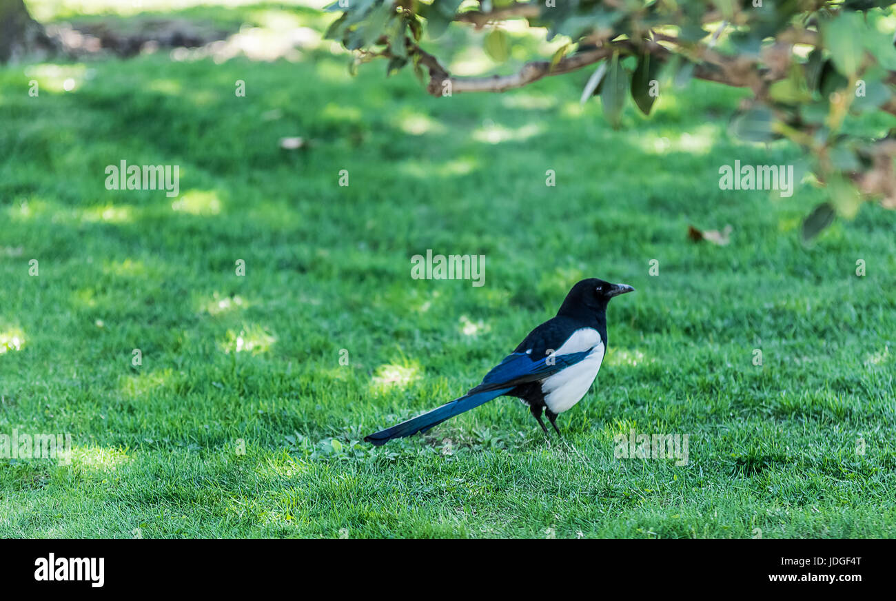 bird is free Stock Photo - Alamy
