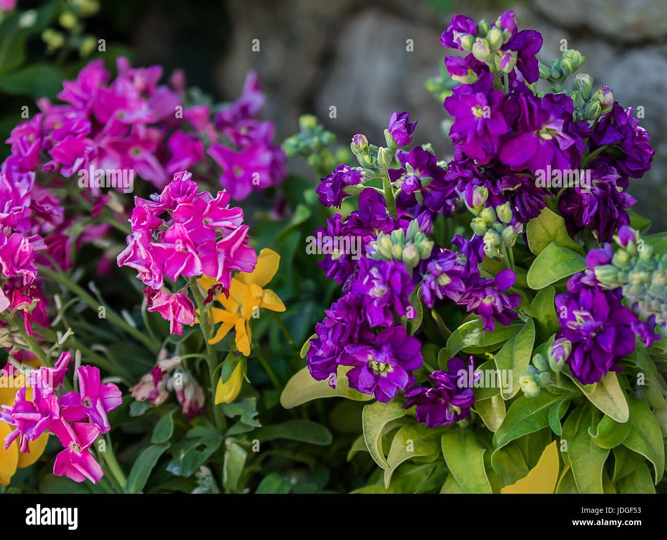 bird is free Stock Photo - Alamy