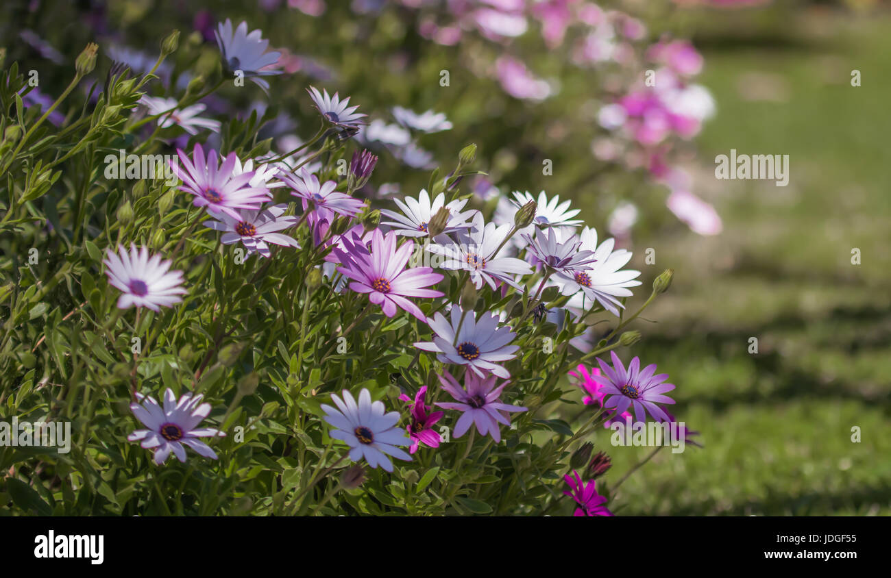 bird is free Stock Photo - Alamy