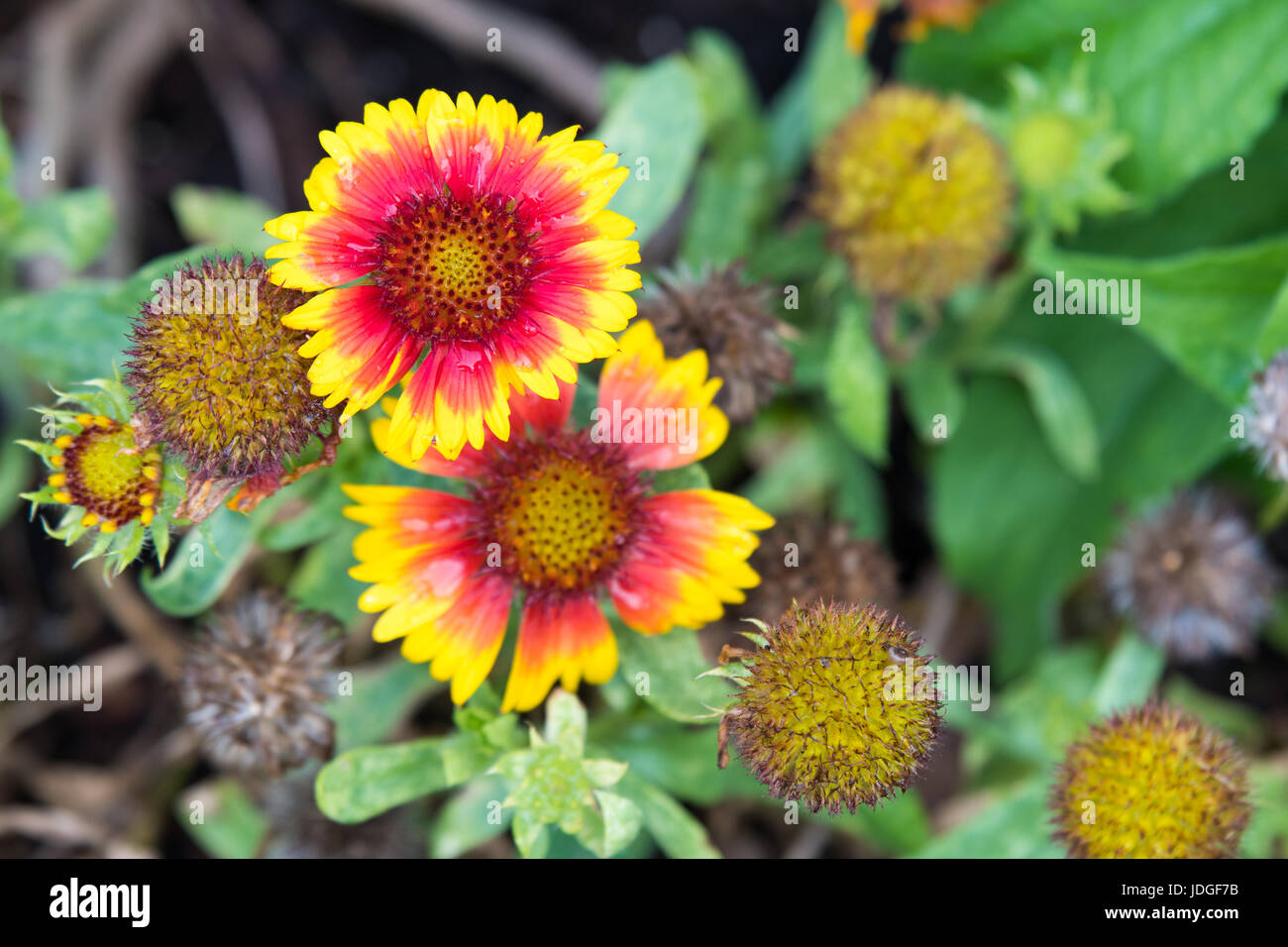 Red yellow plants hi-res stock photography and images - Alamy
