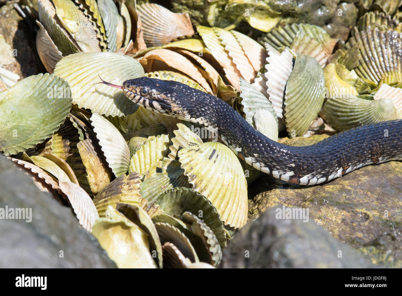 Banded Water Snake moving across clam shells on the shoreline of ...