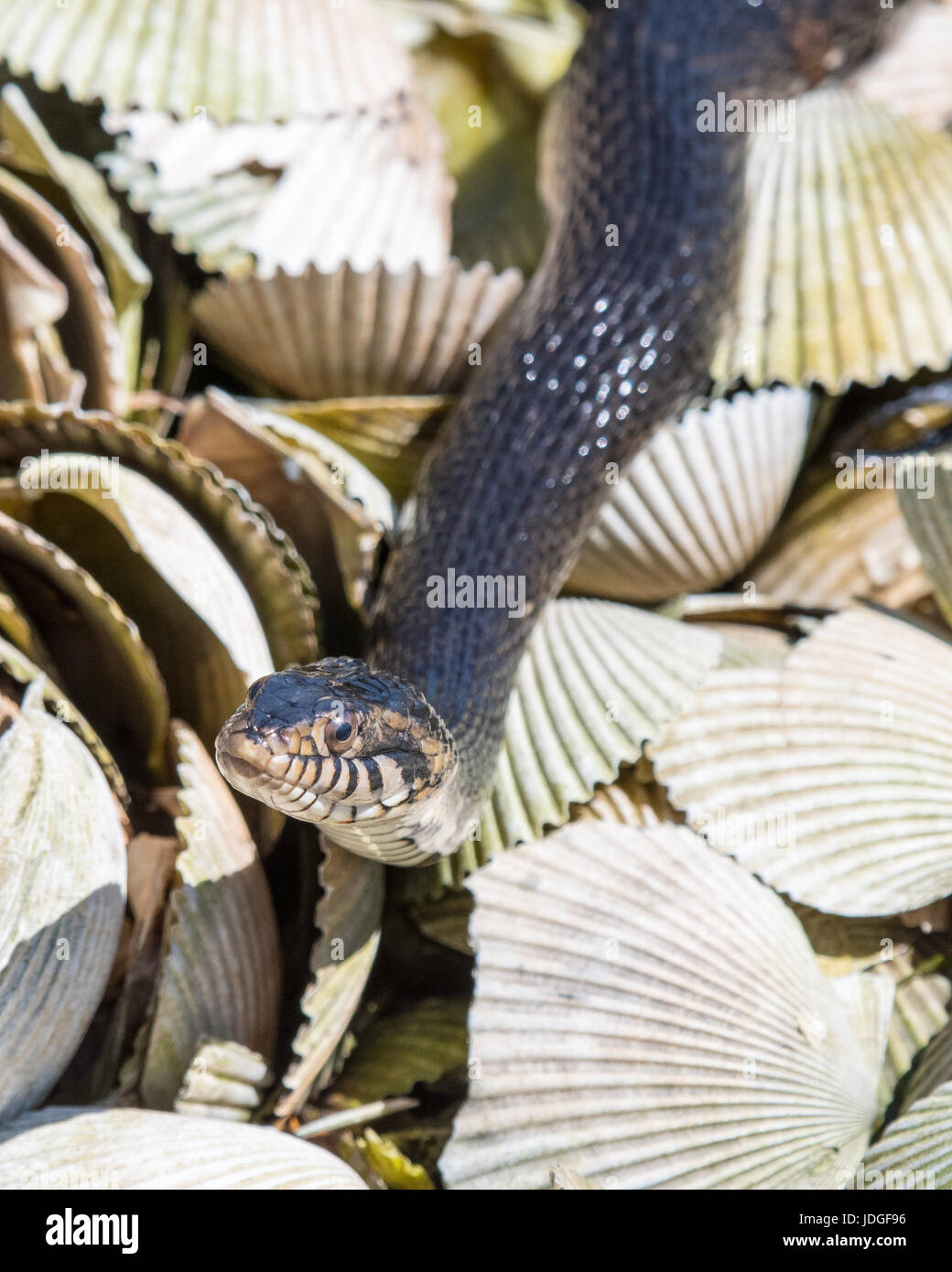 Banded Water Snake moving across clam shells on the shoreline of ...