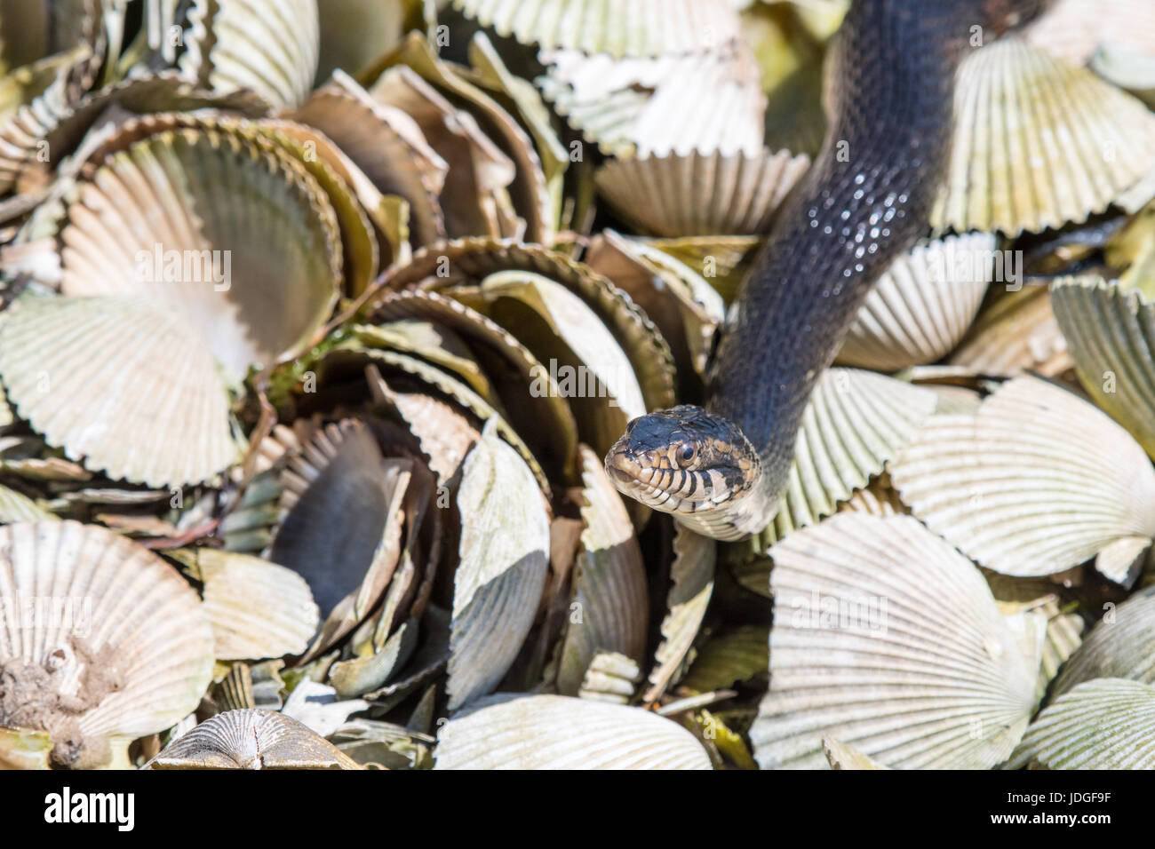 Florida banded water snake High Resolution Stock Photography and Images ...