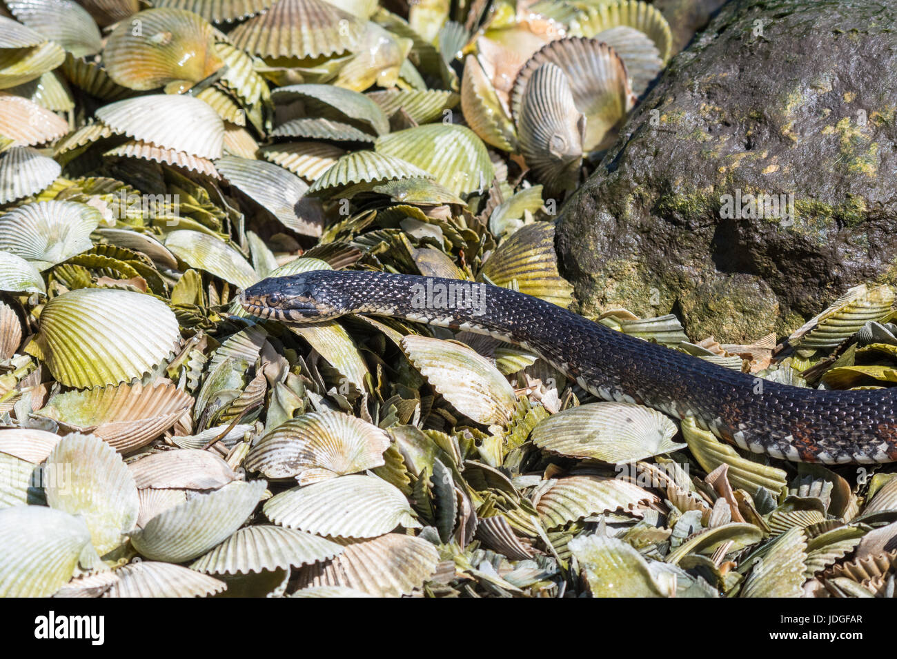 Banded Water Snake moving across clam shells on the shoreline of ...