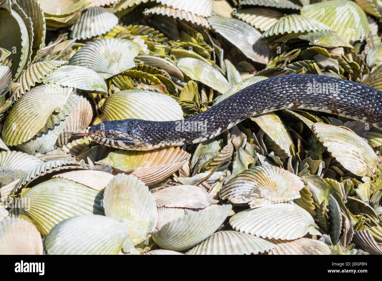 Banded Water Snake moving across clam shells on the shoreline of ...