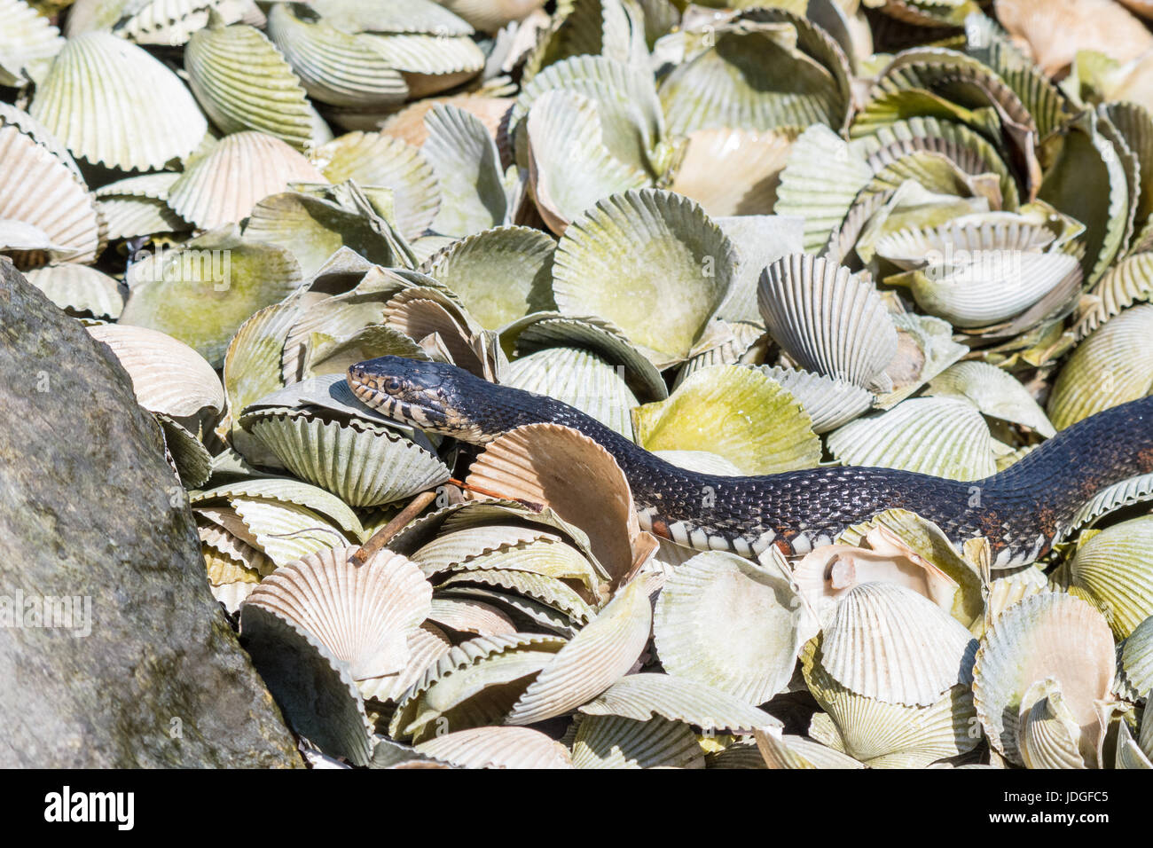 Banded Water Snake moving across clam shells on the shoreline of ...