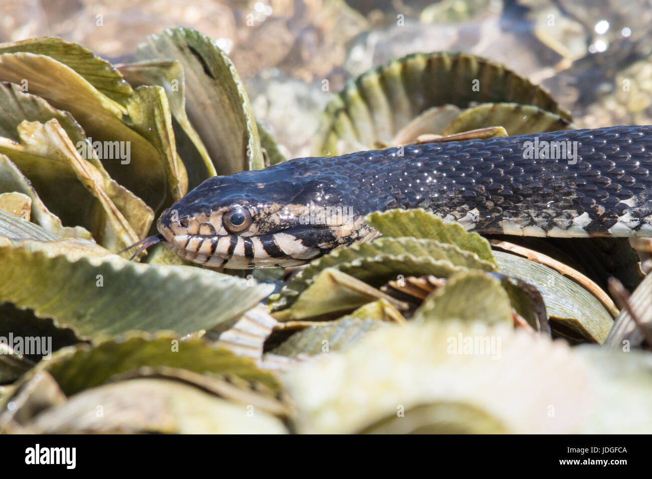 Banded Water Snake moving across clam shells on the shoreline of ...