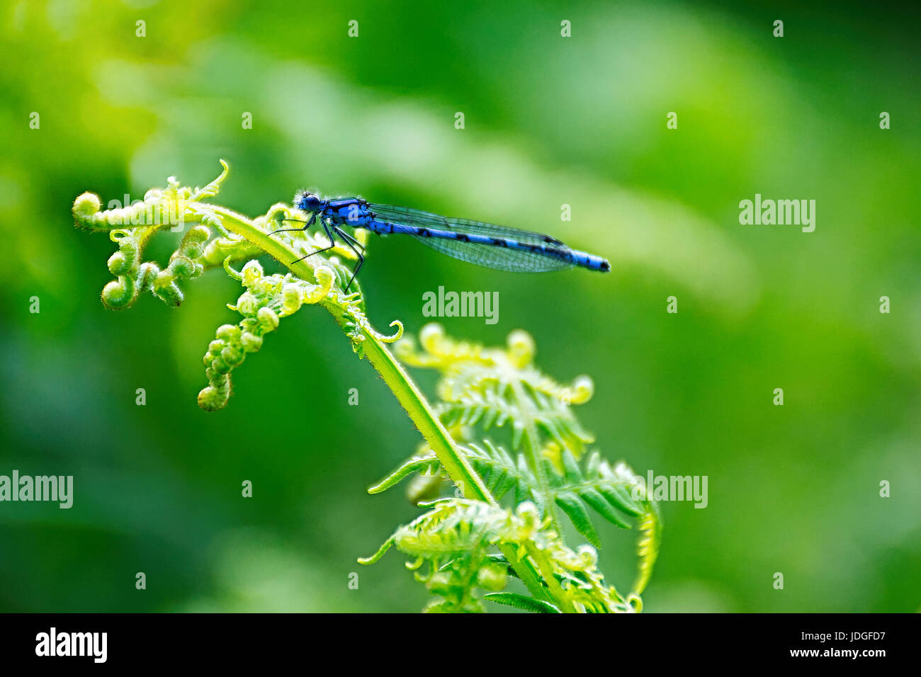 Dragonfly and fern hi-res stock photography and images - Alamy