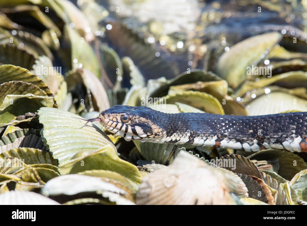 Banded Water Snake moving across clam shells on the shoreline of ...