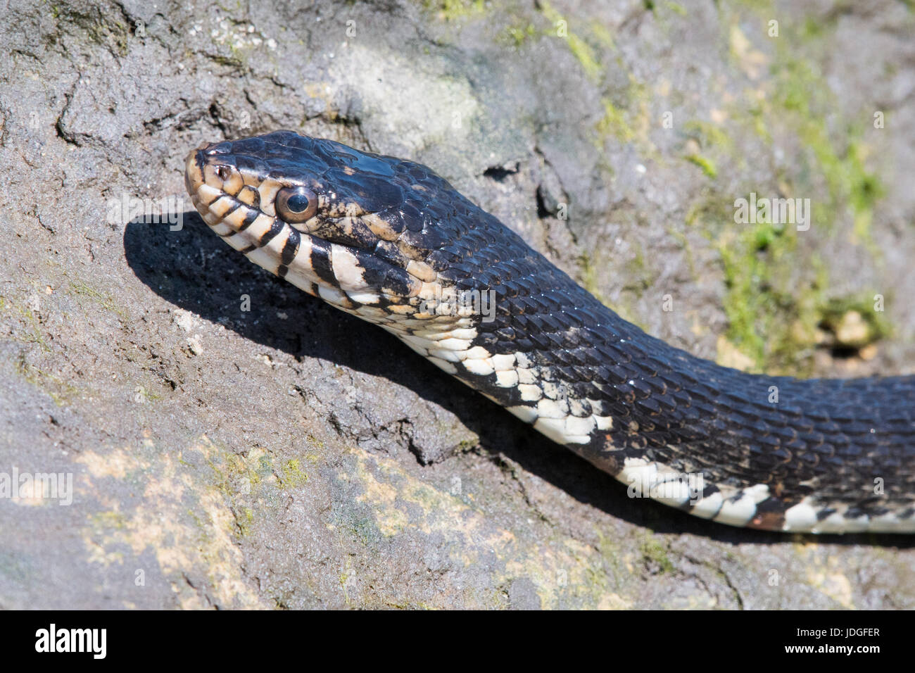 Florida Banded Water Snake moving across a rock Stock Photo - Alamy