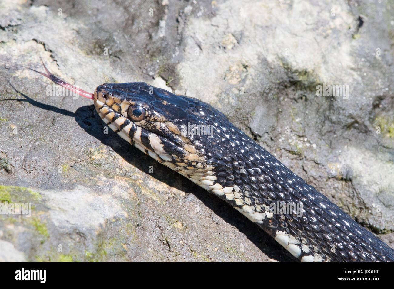 Banded water snake hi-res stock photography and images - Alamy