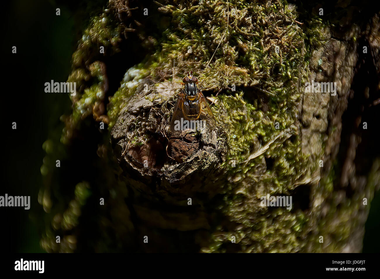 Fly on tree Stock Photo - Alamy