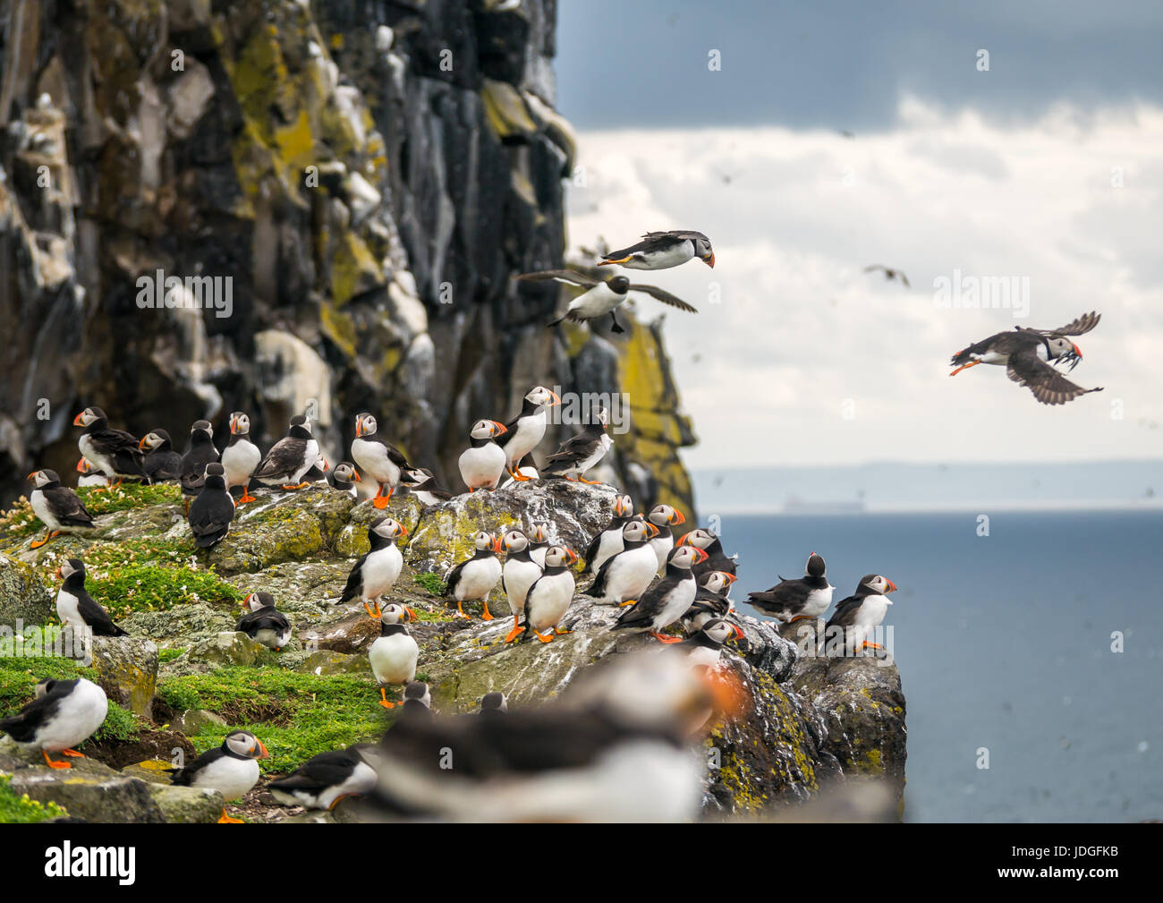 Group of Atlantic puffins, Fratercula arctica, on cliff top with ...