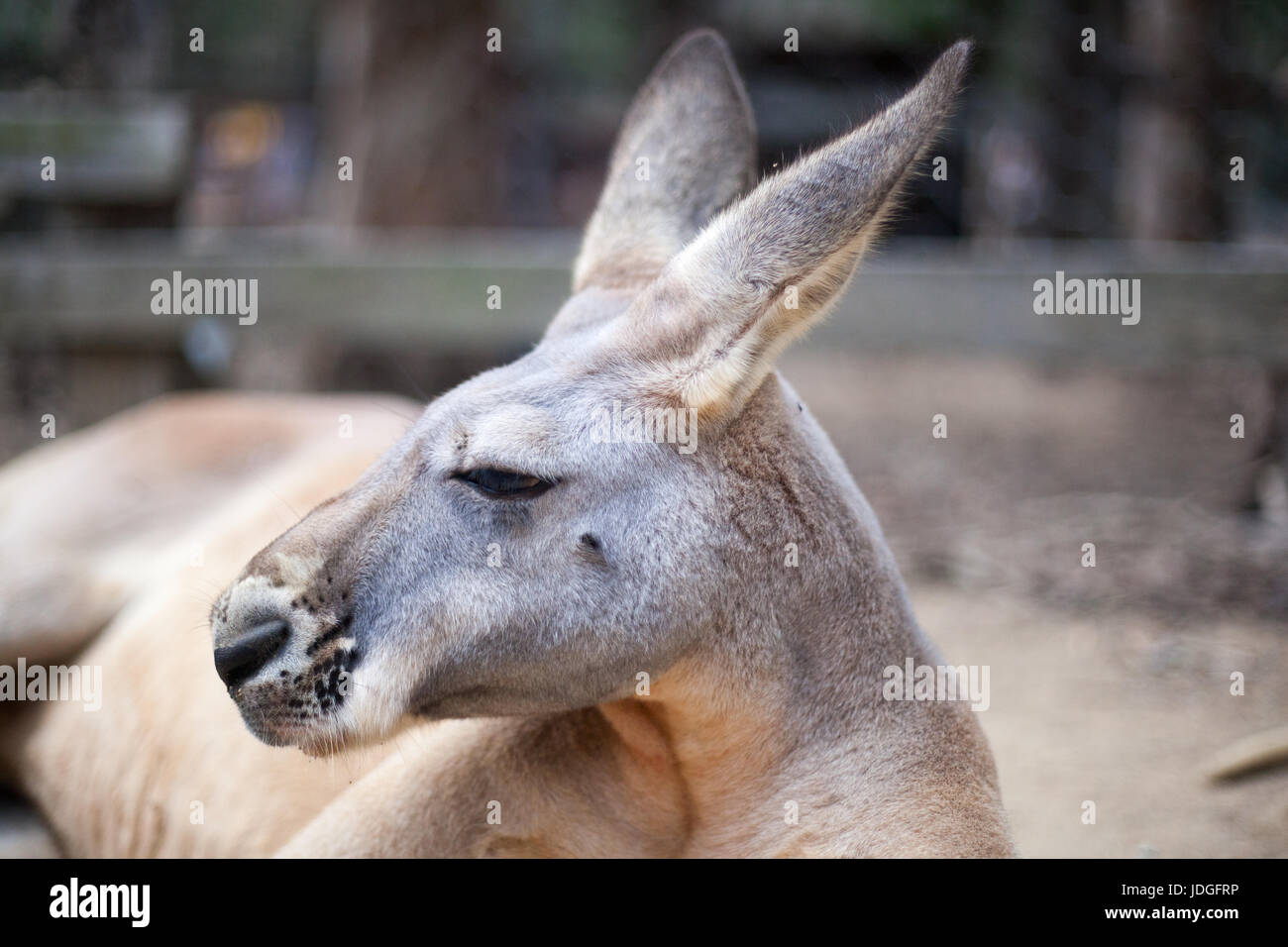 Big red kangaroo hi-res stock photography and images - Alamy