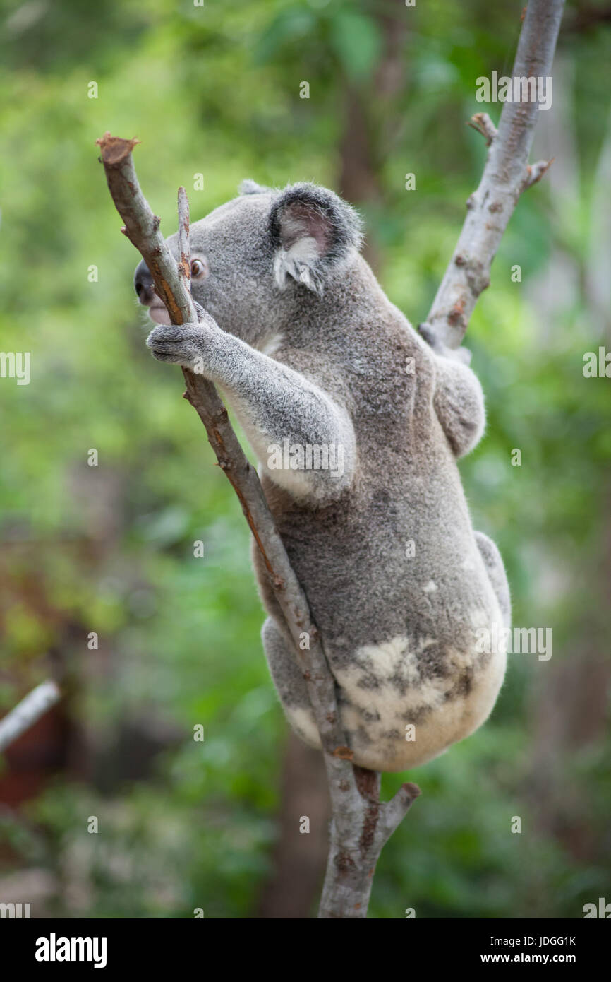 Australian native endemic wildlife animals fauna hi-res stock ...