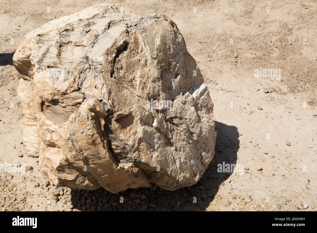 A petrified tree stump in Midland Provincial Park, near Drumheller, in ...