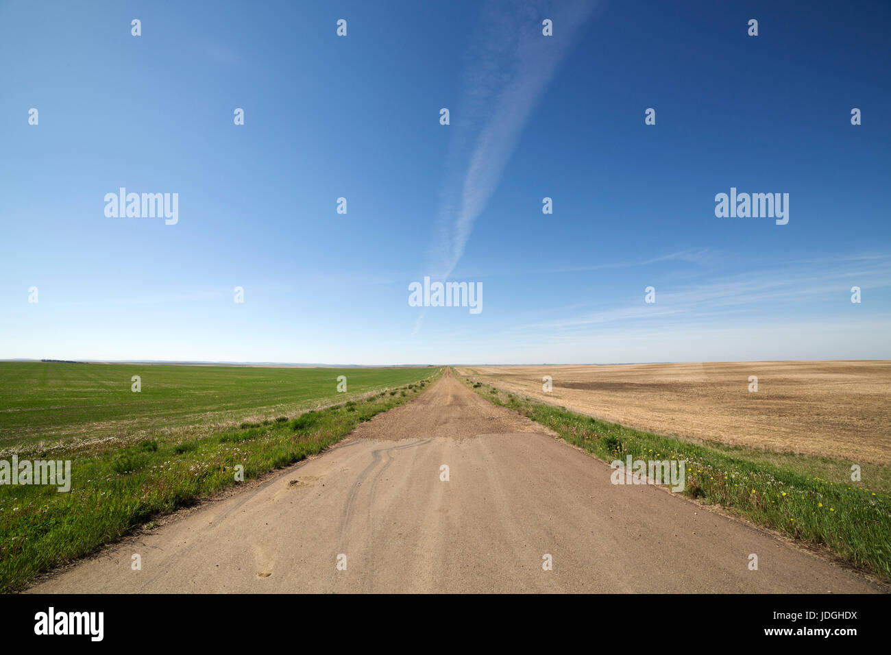 Unsealed road under blue sky in Alberta, Canada. The prairie land is ...