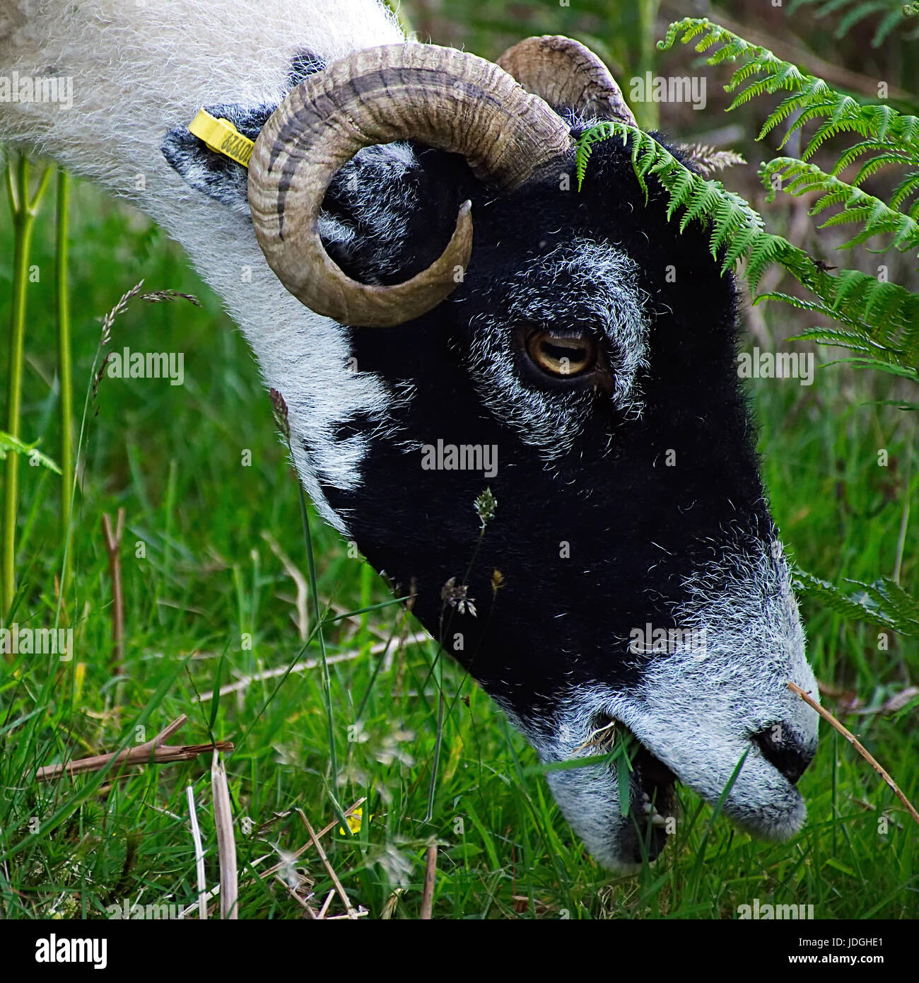 Mutton head Stock Photo - Alamy