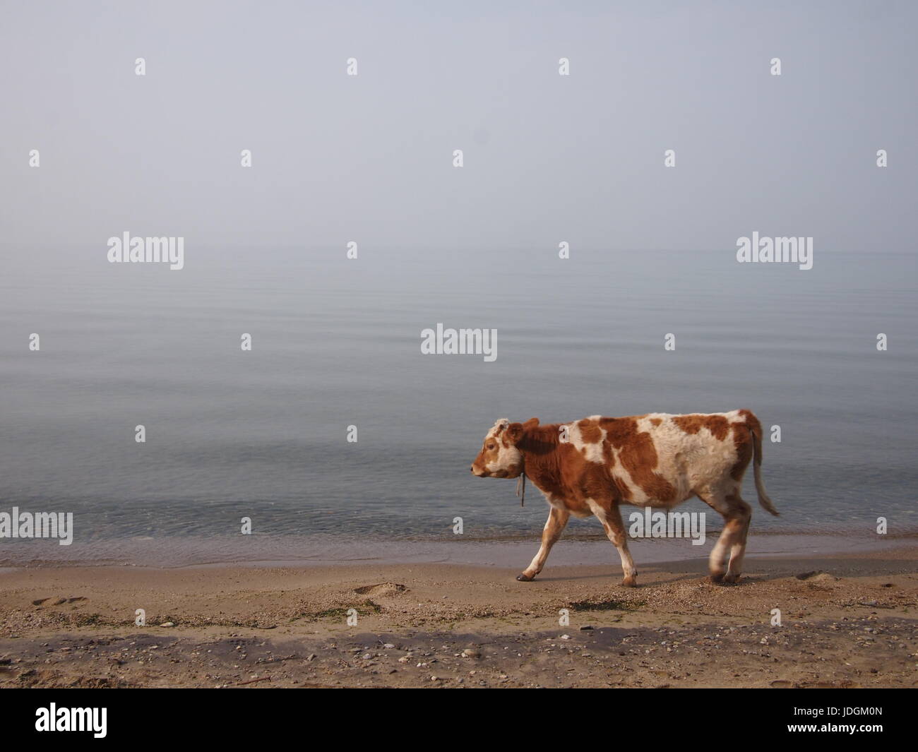 A cow walking along the calm waters of Lake Baikal, Siberia Stock Photo ...