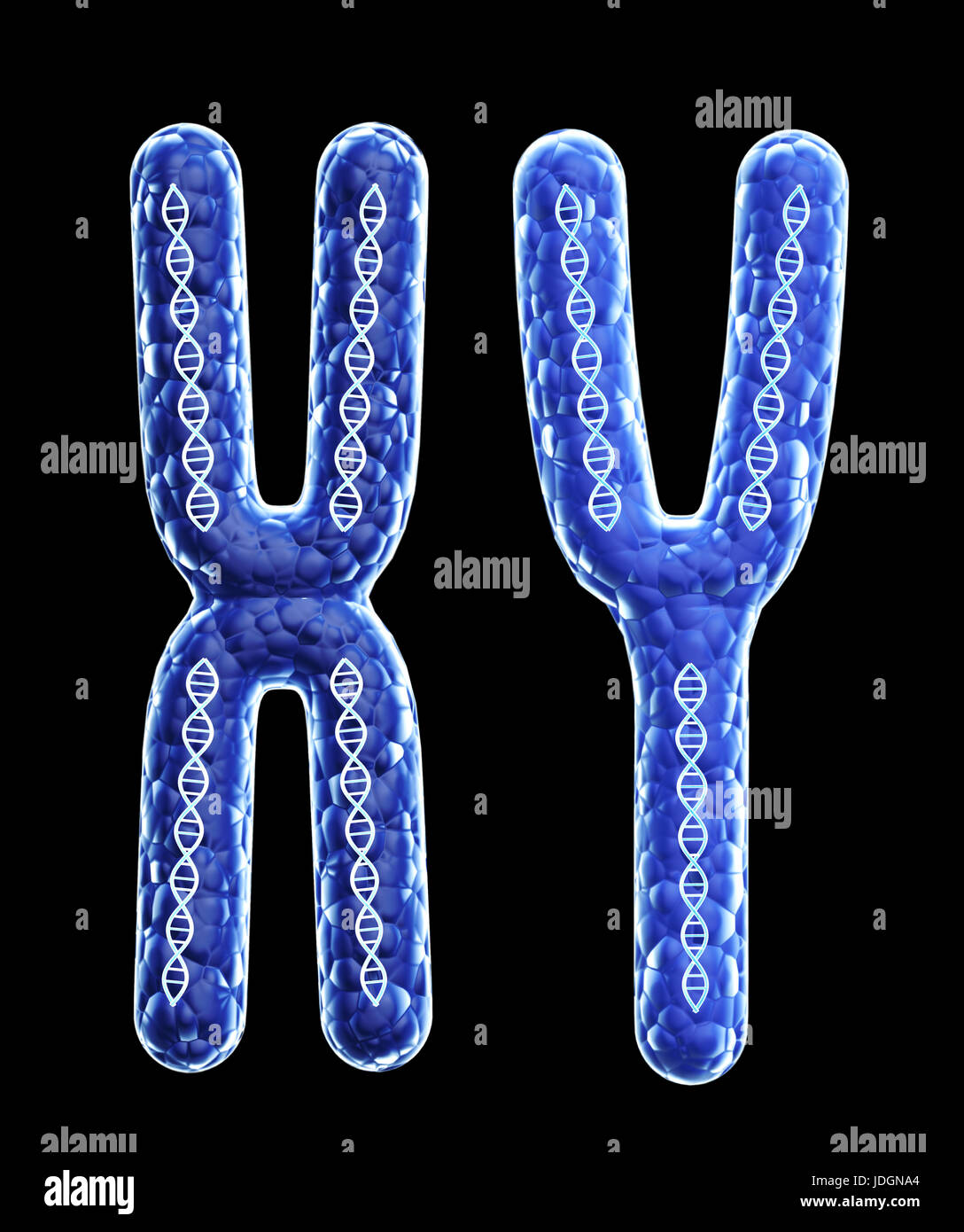 Two chromosome X and Y. Isolated on black background. 3d render Stock ...
