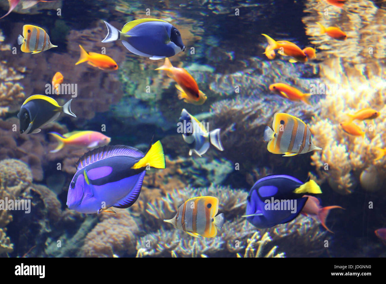 Underwater scene with beautiful tropical fish - hepatus; blue tang ...