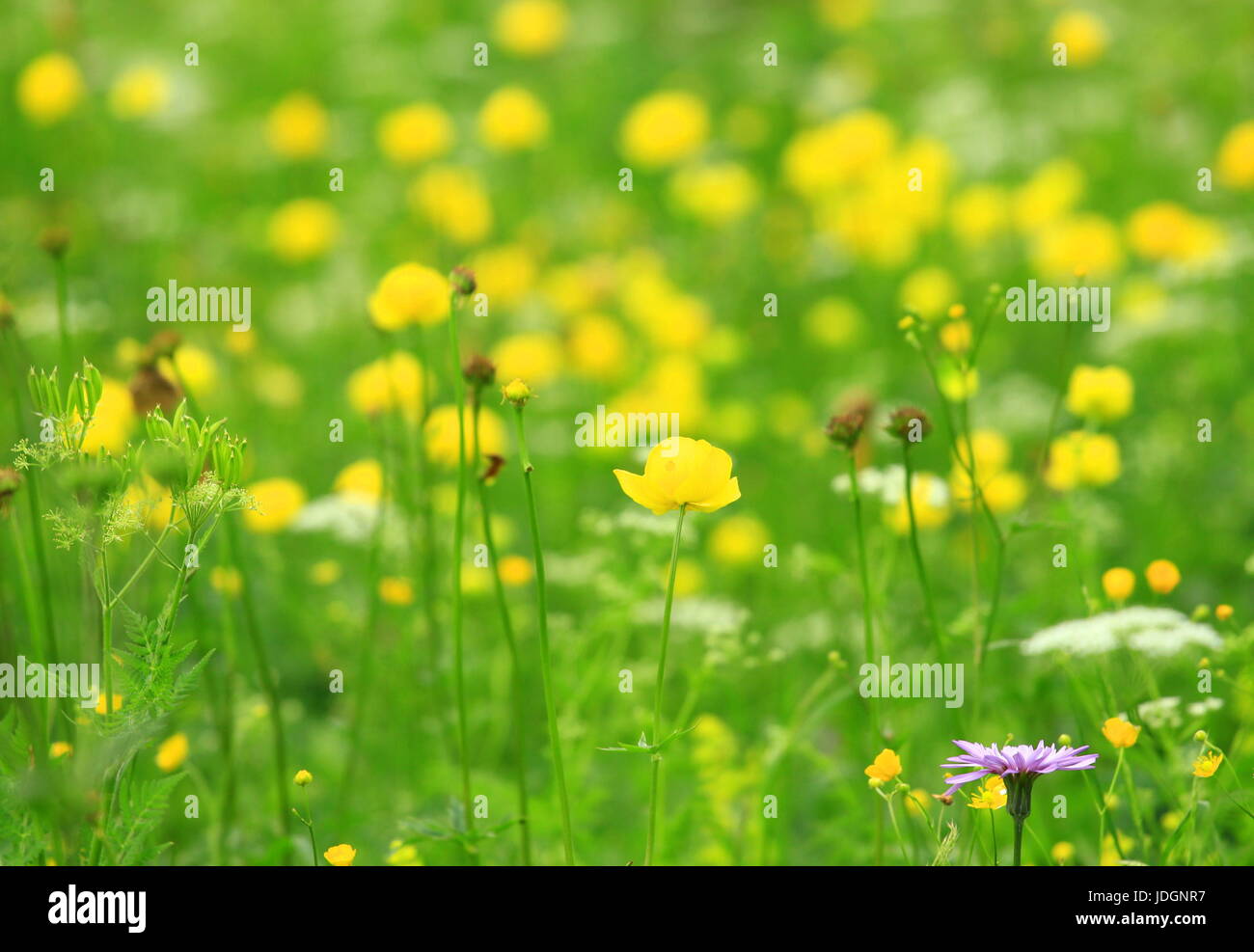 Spring flowers on meadow Stock Photo - Alamy