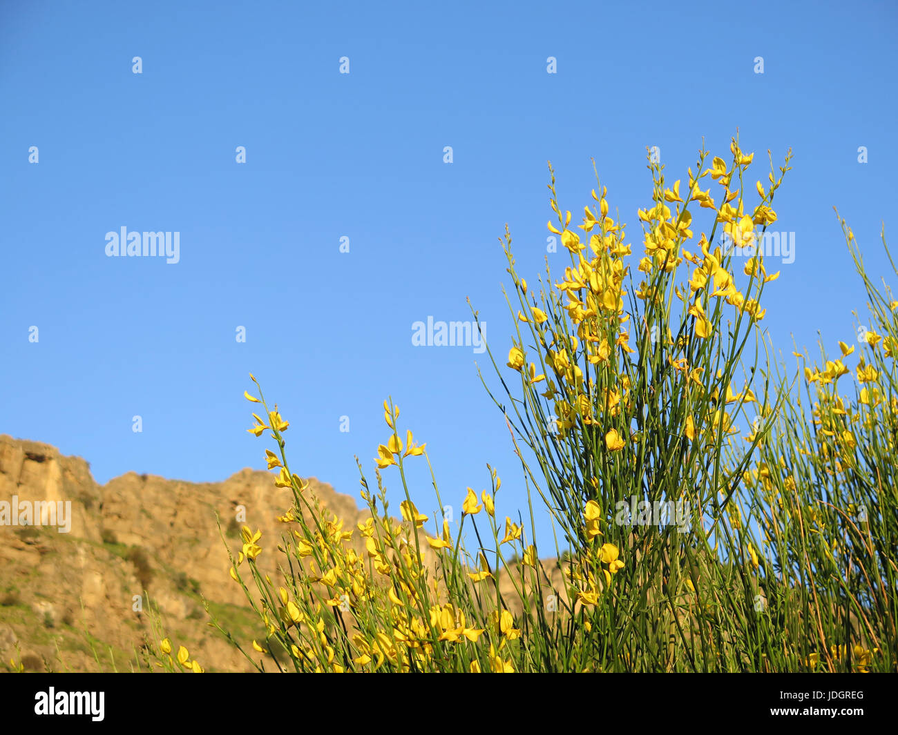 Spanish broom flower hi-res stock photography and images - Alamy