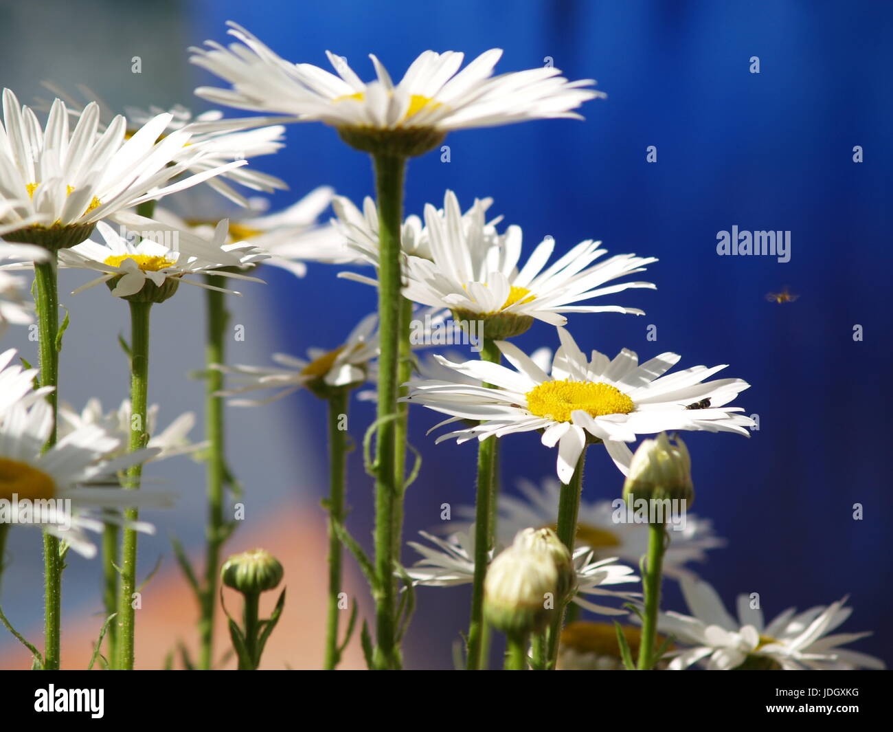 Elegant daisies in the garden Stock Photo - Alamy