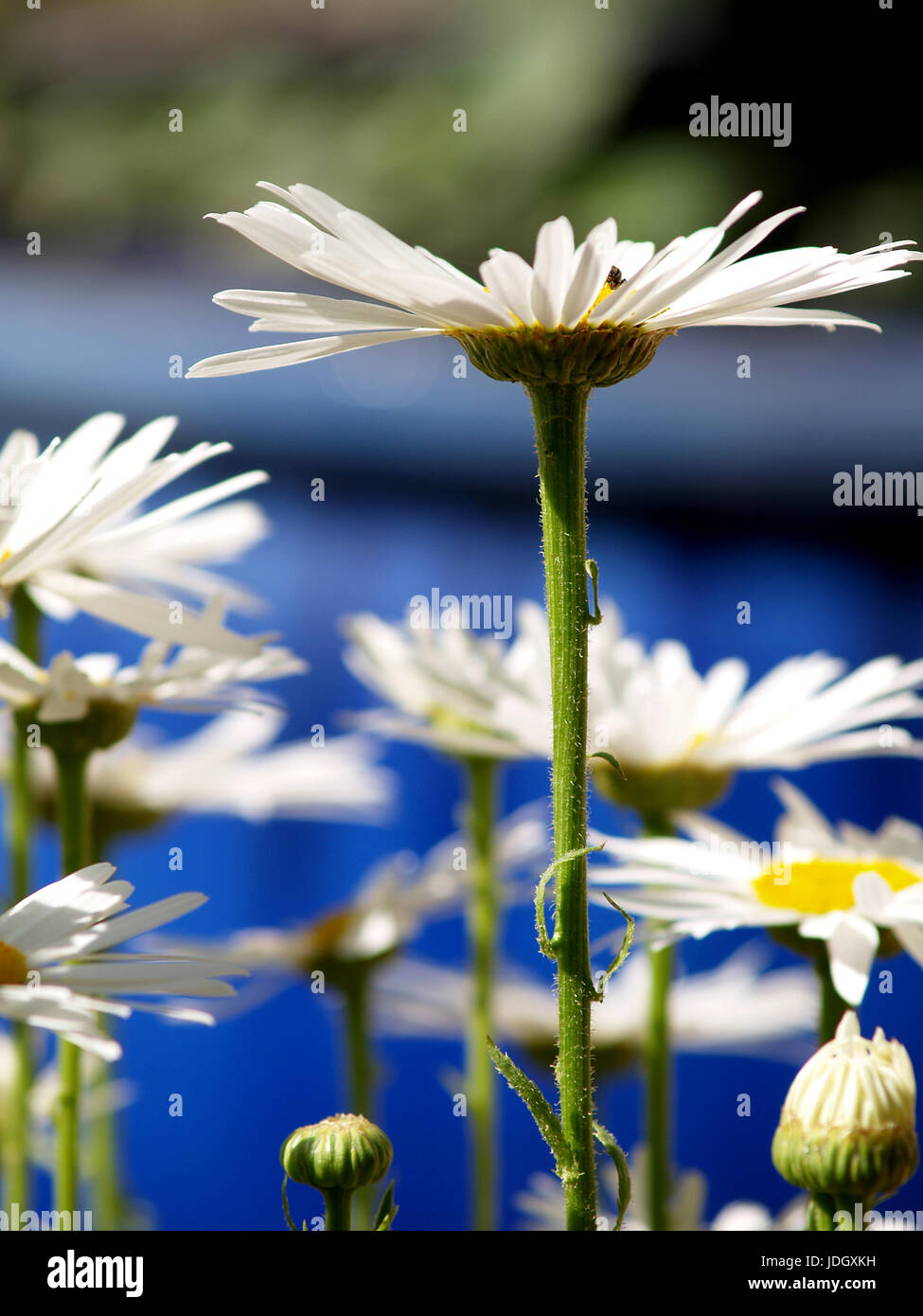 Elegant daisies in the garden Stock Photo - Alamy