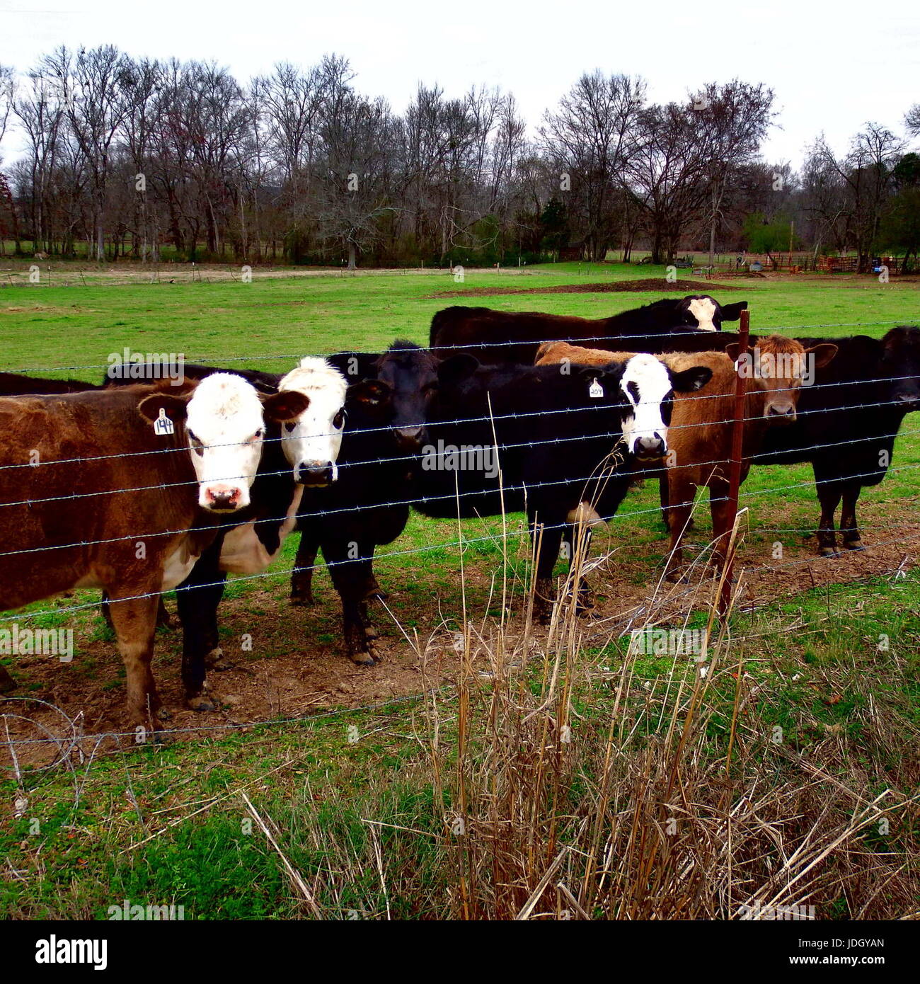 Dairy Cattle Field High Resolution Stock Photography and Images - Alamy