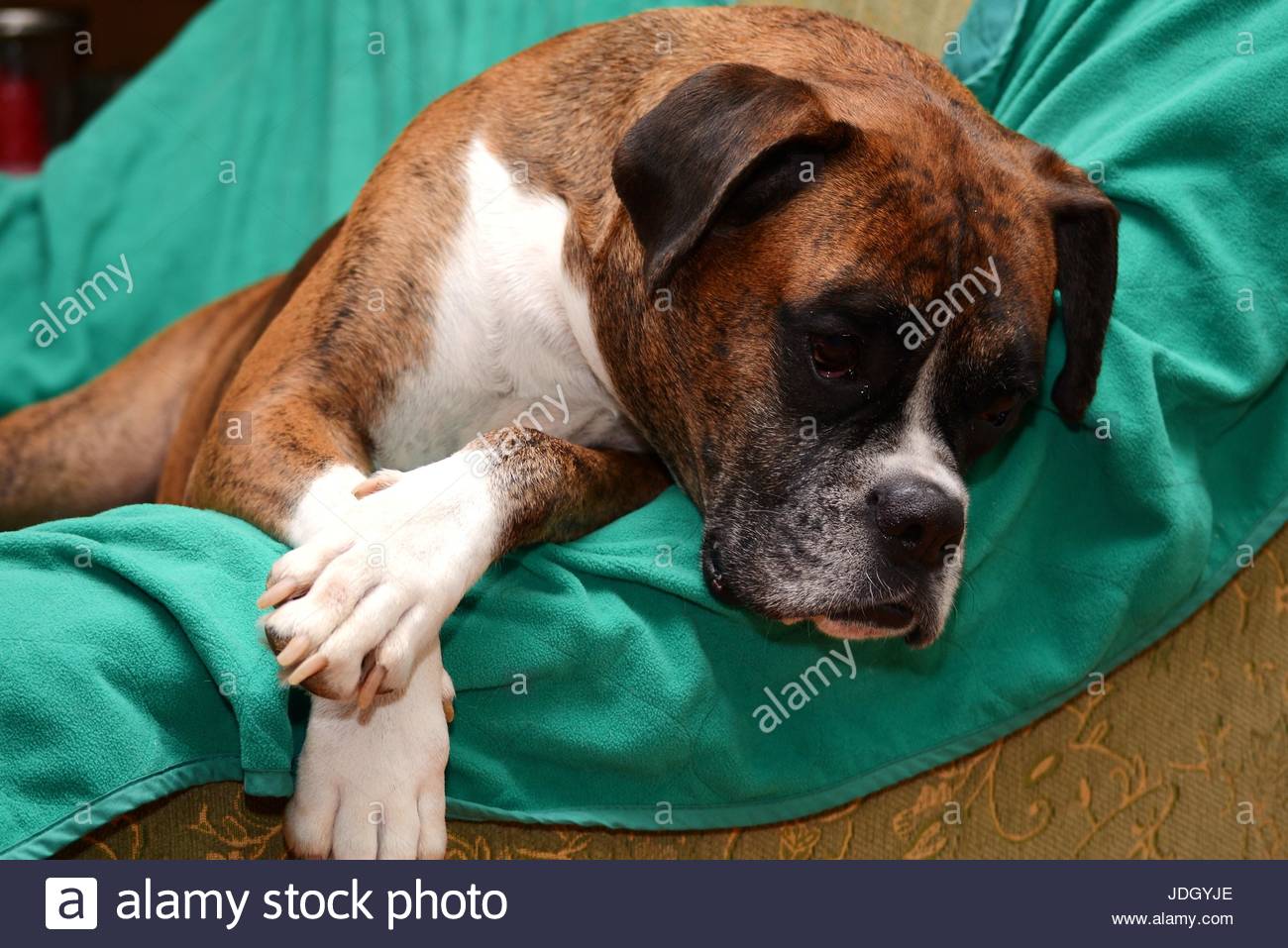 Lefze Stock Photos & Lefze Stock Images - Alamy