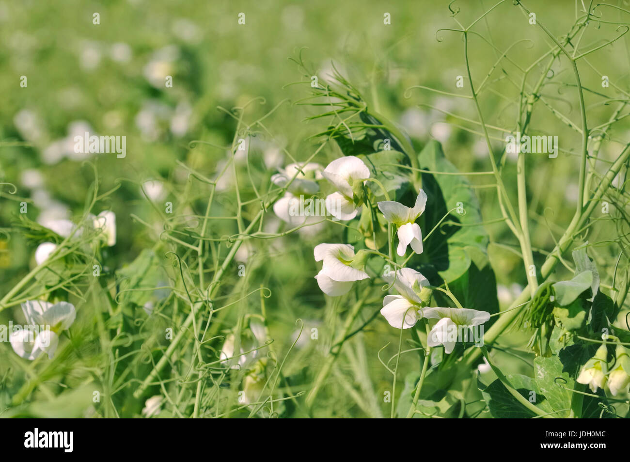 Blooming peas in field hi-res stock photography and images - Alamy