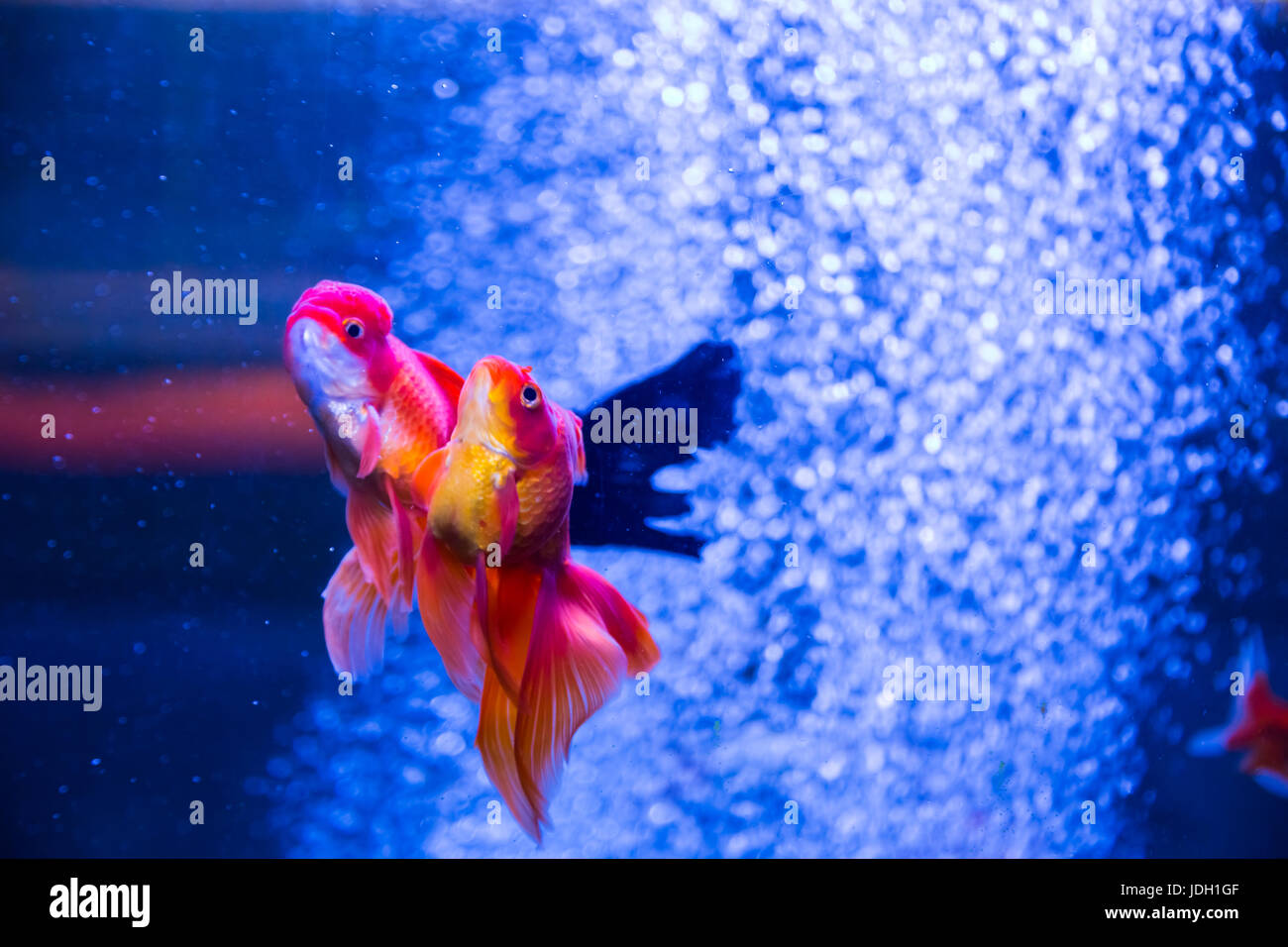 Tropical and aquarium goldfish in blue water. Beautiful background of ...