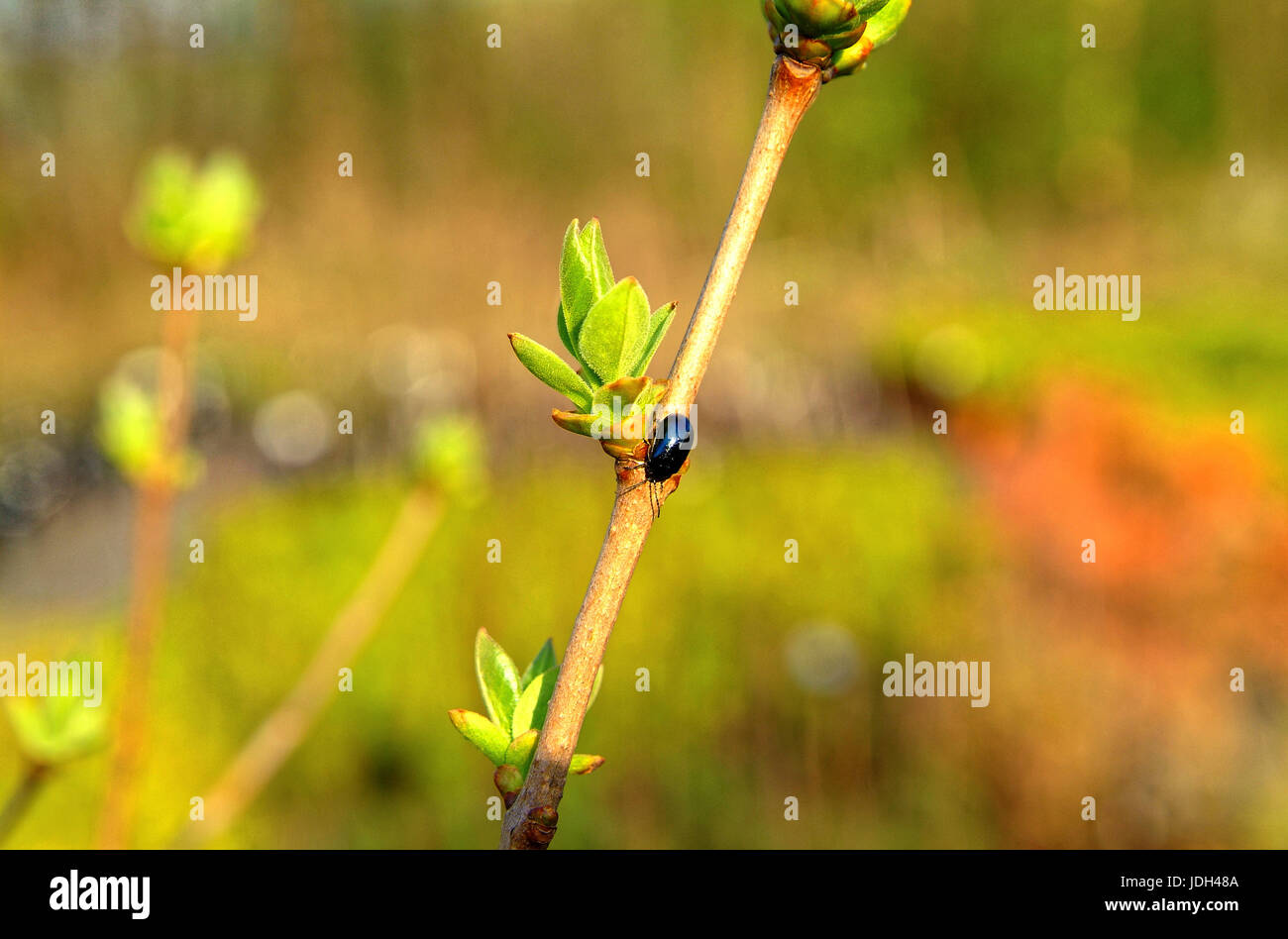 Black beetle on a branch in spring Stock Photo - Alamy