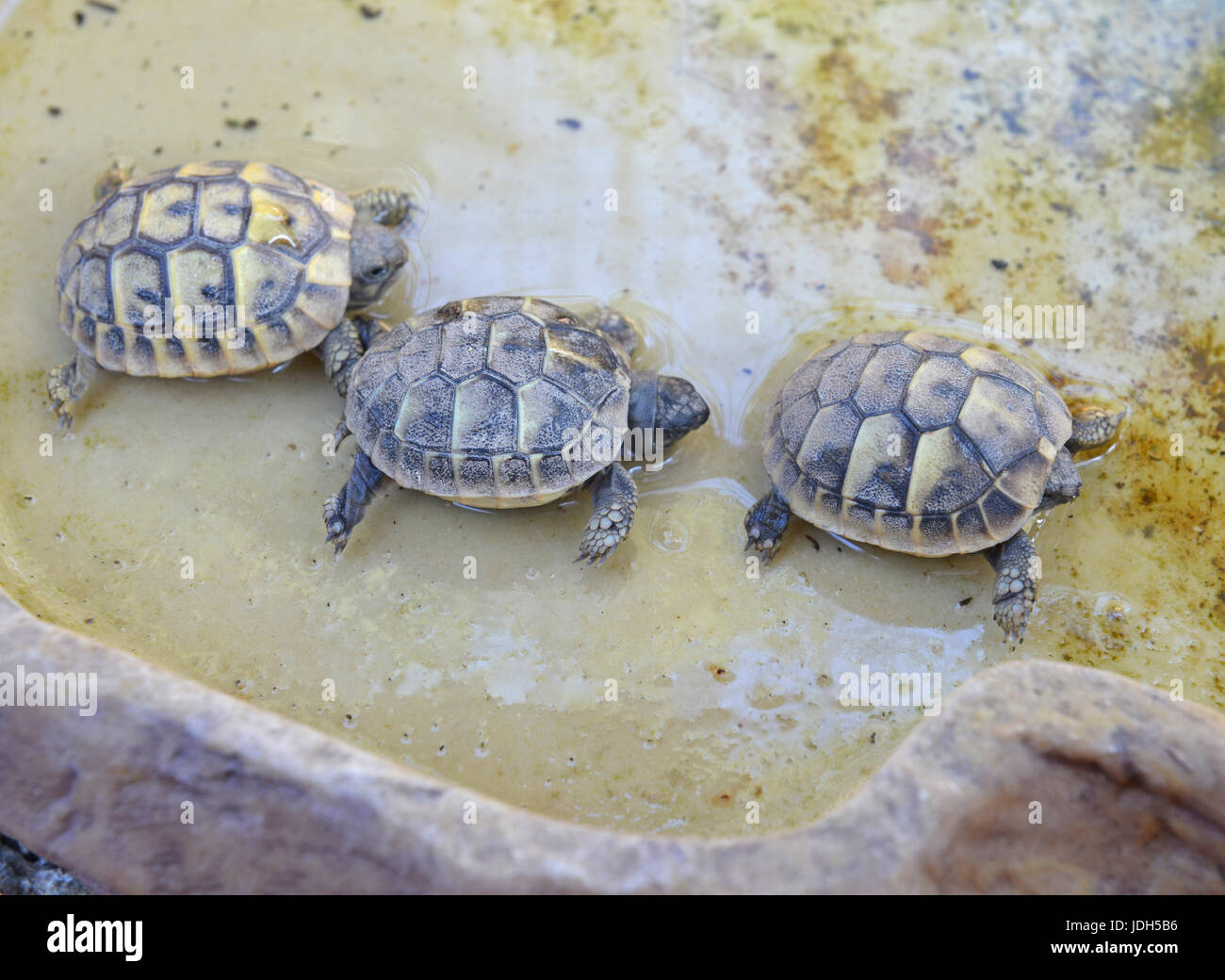 Turtle herman hi-res stock photography and images - Alamy