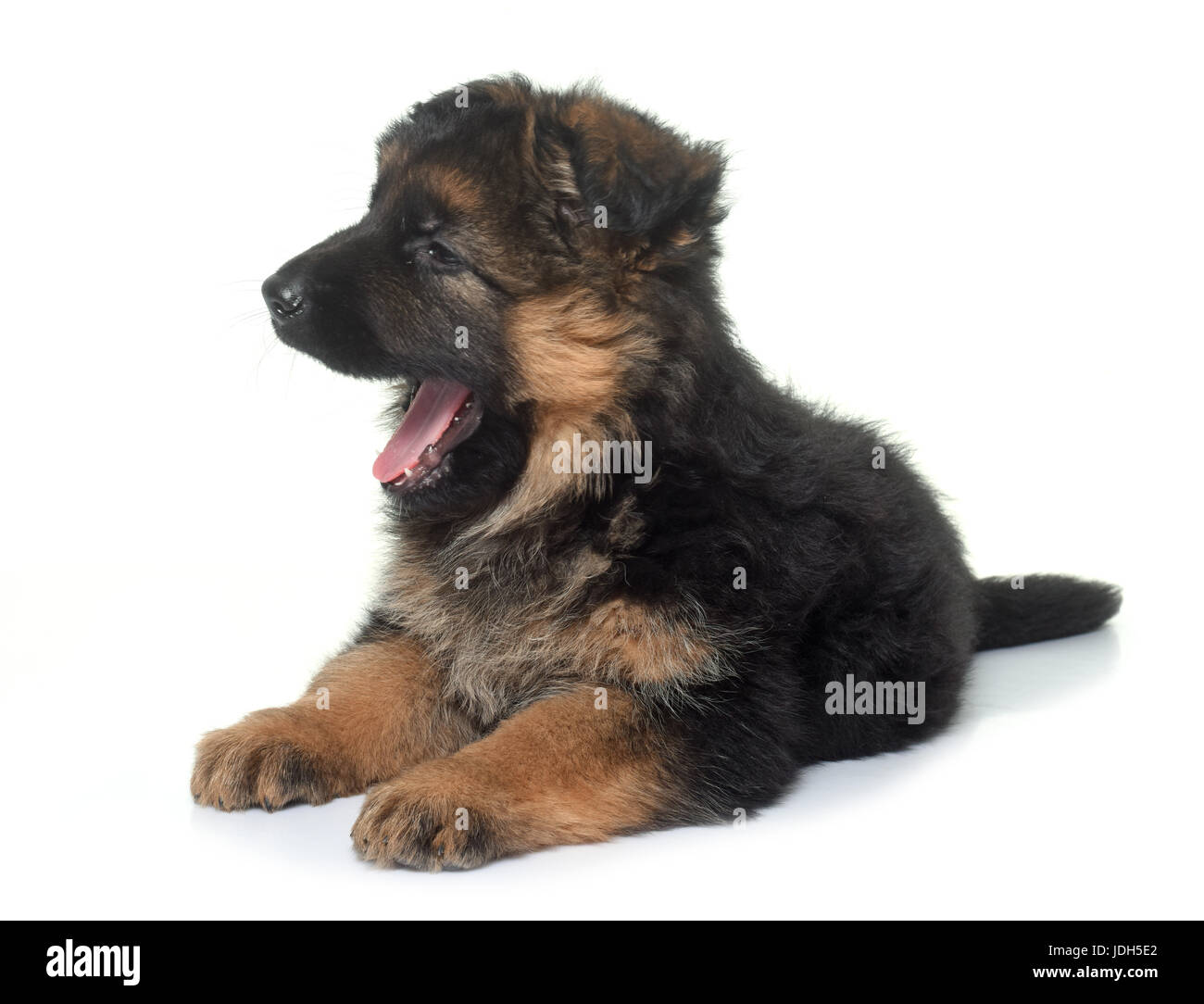 puppy german shepherd in front of white background Stock Photo - Alamy
