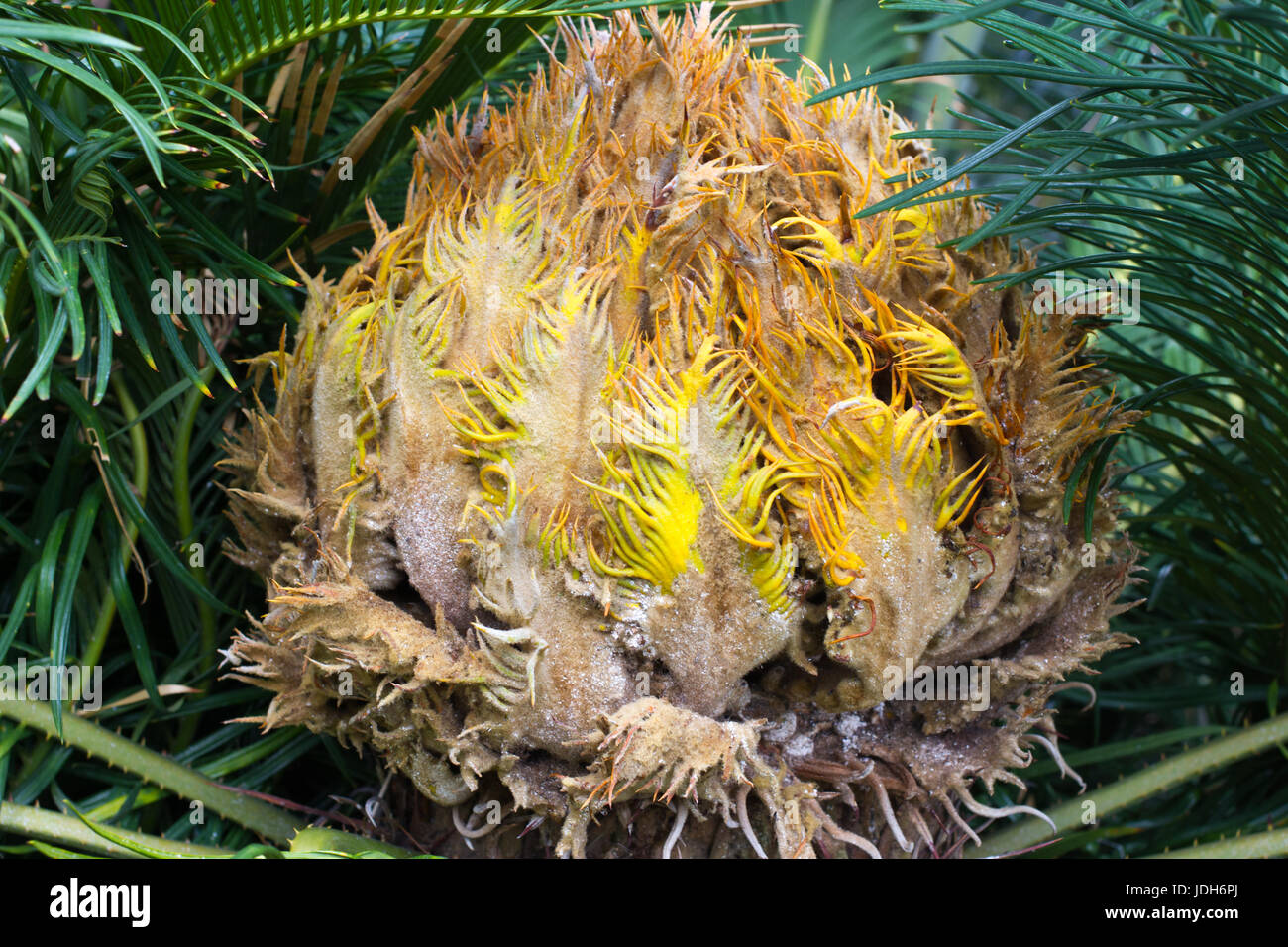 Macrozamia miquelii. Subtropical cycad evergreen palm like plant with ...