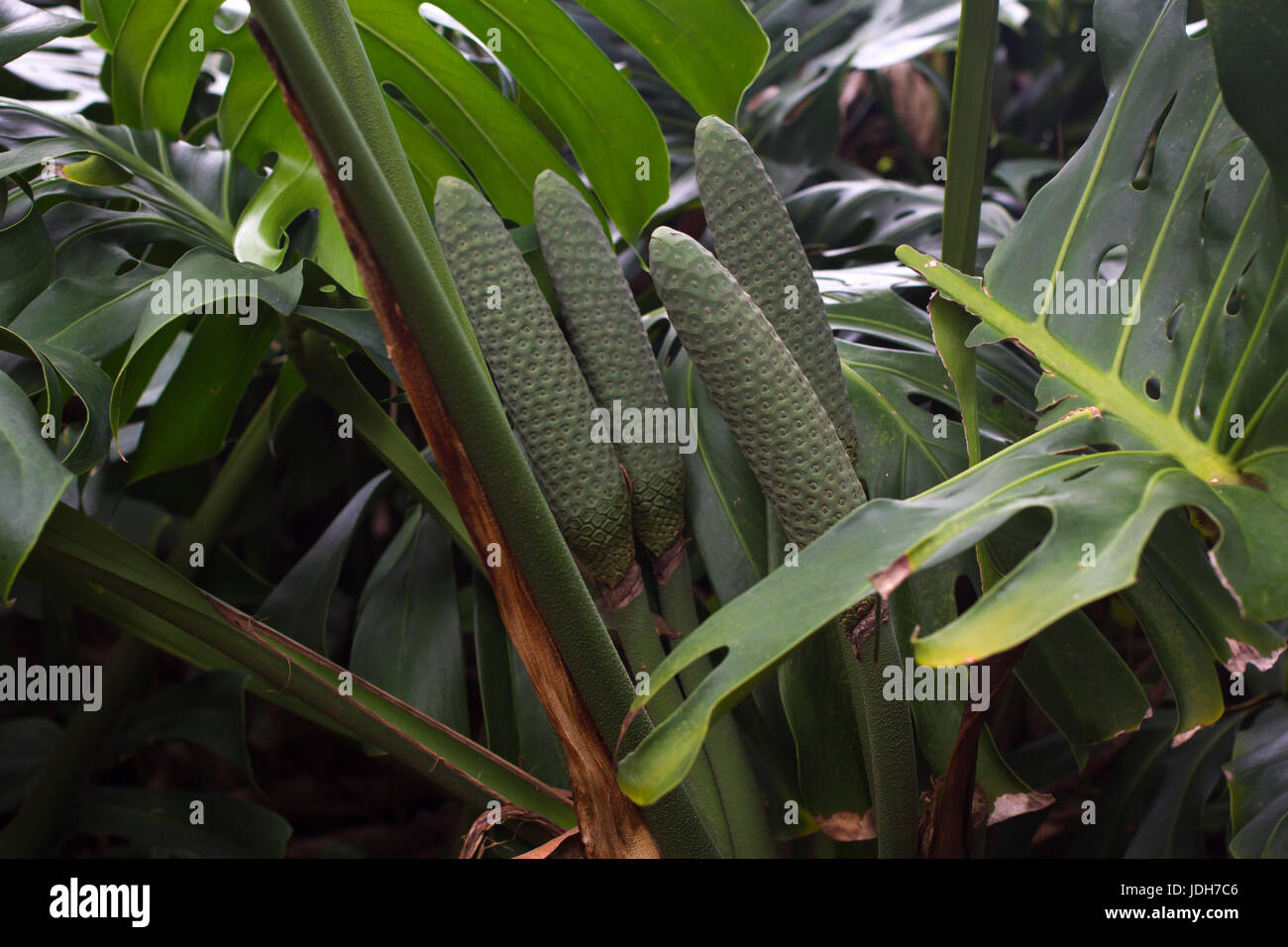 Monstera deliciosa leaves. Exotic rugged big green rainforest plant ...