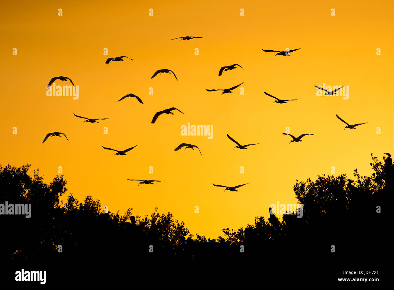 Group of Ibis in Flight, Sunset - Anna Maria Island, Florida, USA Stock ...