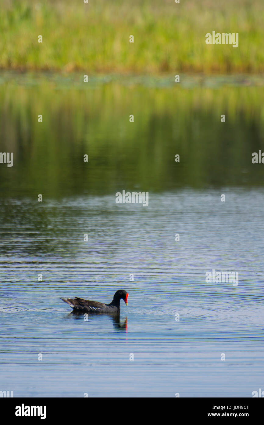 Perico hi-res stock photography and images - Alamy