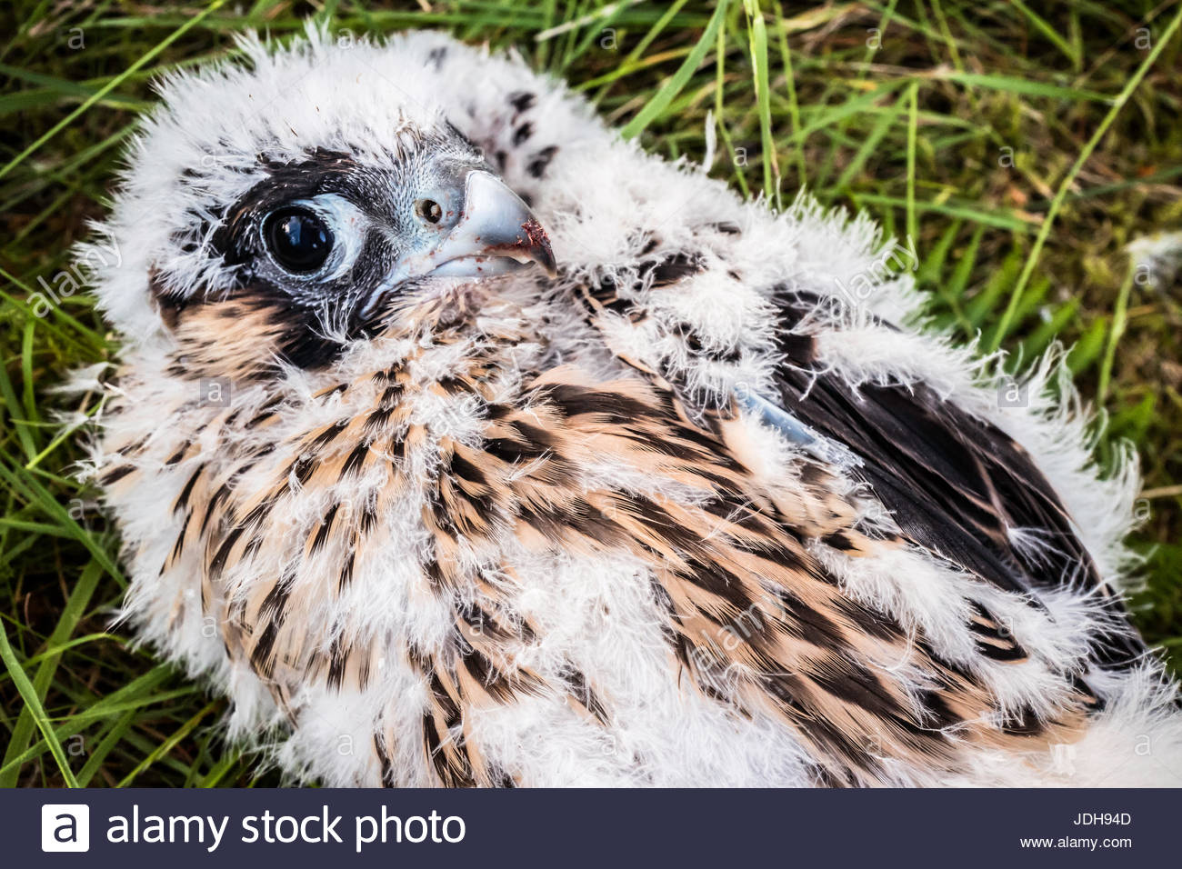 A Young Peregrine Falcon High Resolution Stock Photography and Images ...