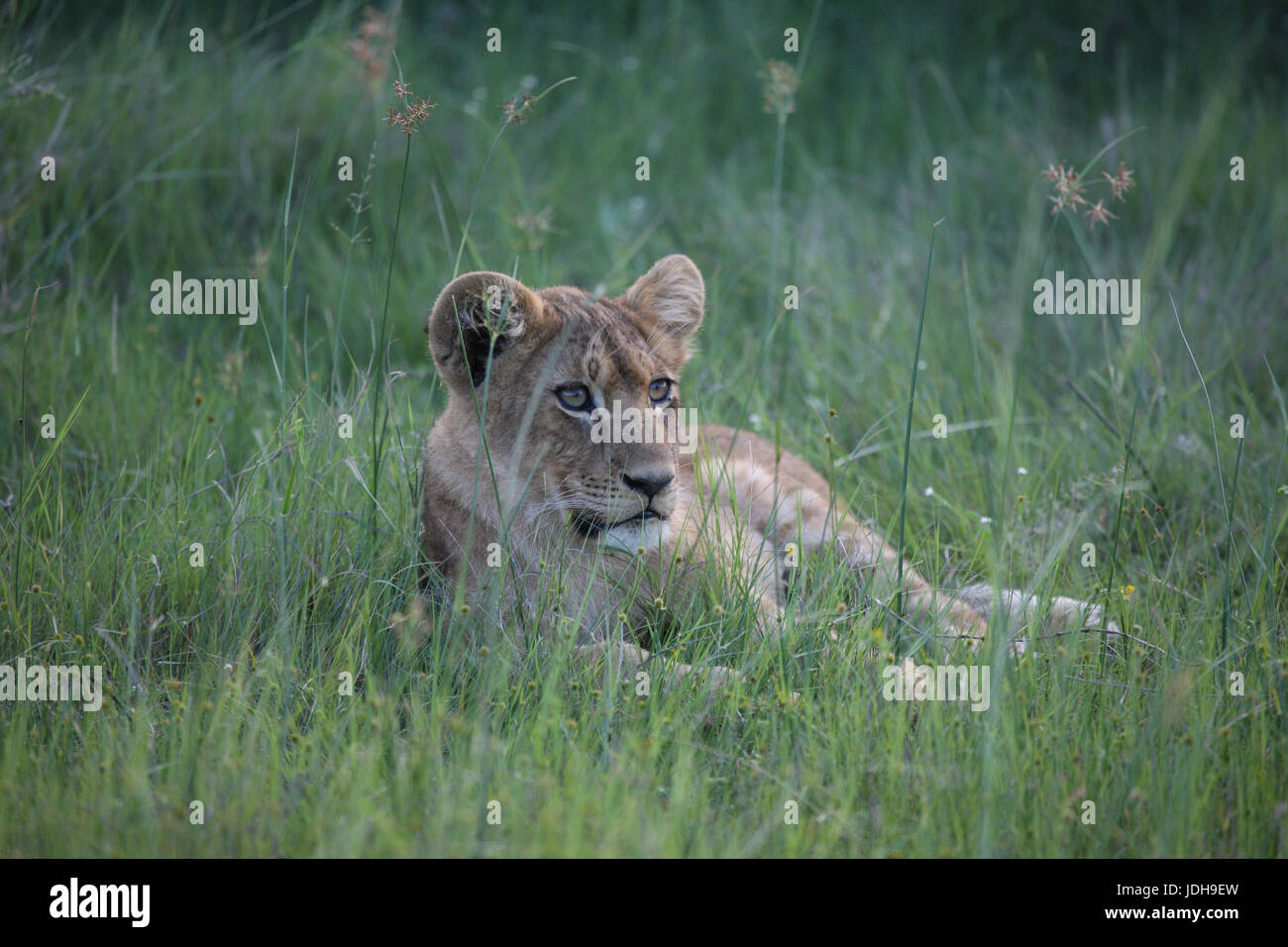 Lion wild dangerous mammal africa savannah Kenya Stock Photo - Alamy