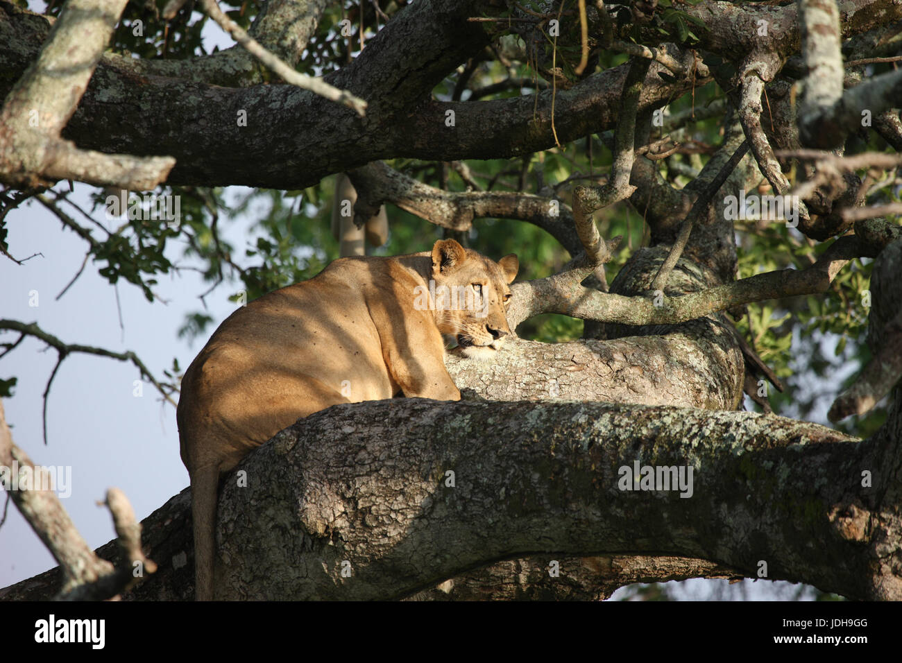 Lion wild dangerous mammal africa savannah Kenya Stock Photo - Alamy